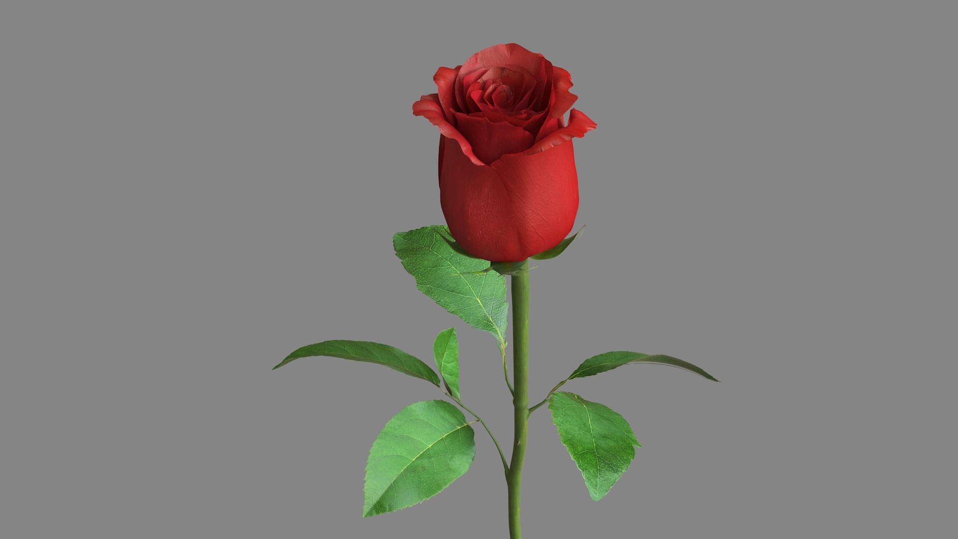 Red Rose 3D Model Model - TurboSquid 1829639