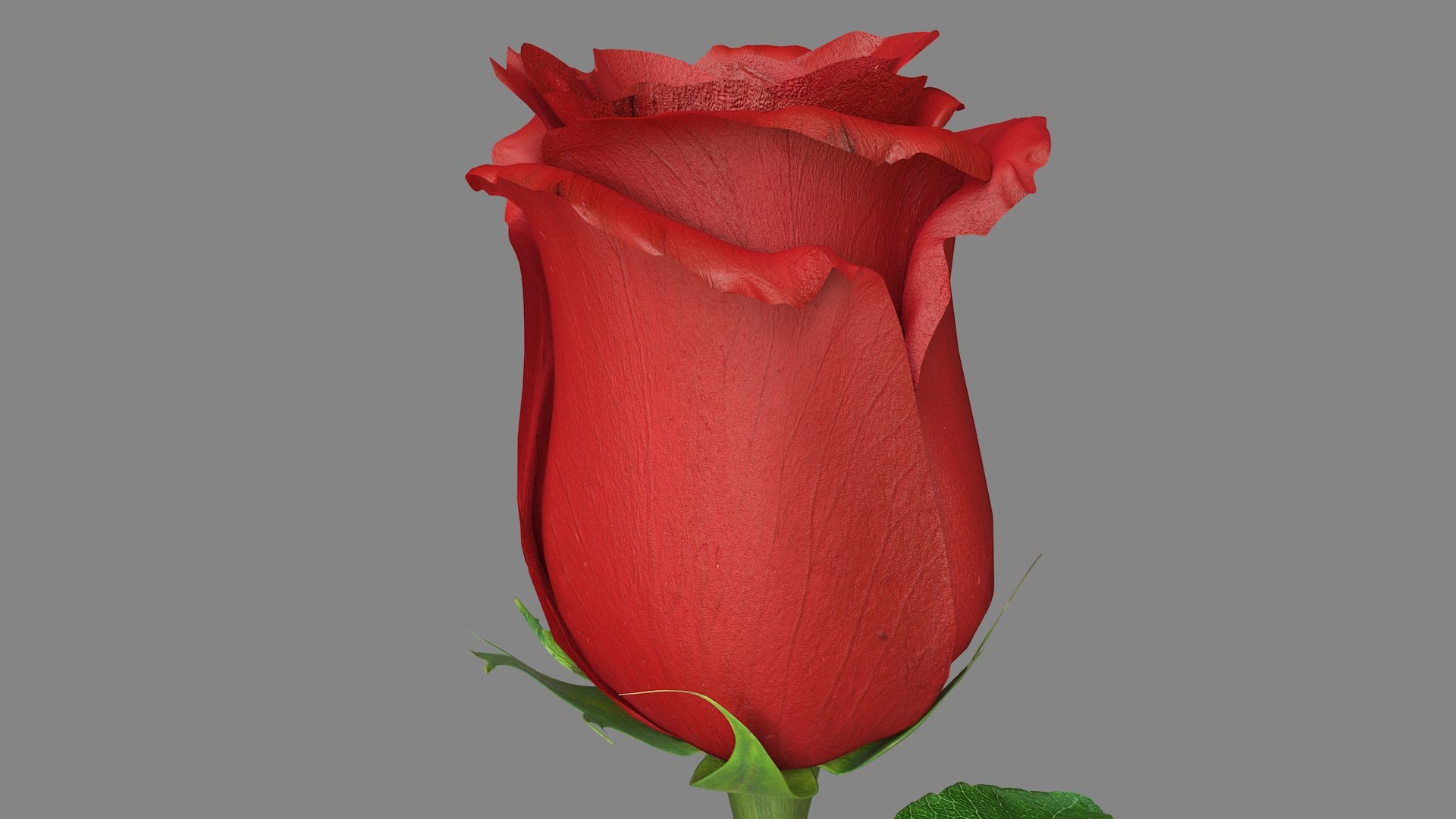 Red Rose 3D Model Model - TurboSquid 1829639