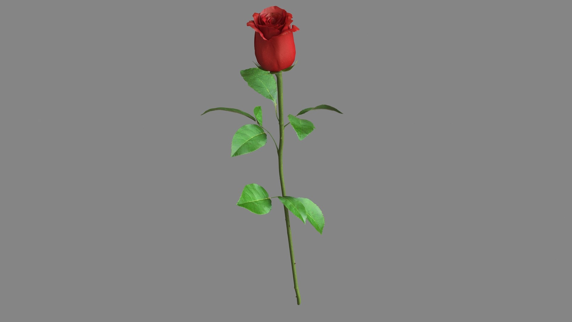 Red Rose 3D Model Model - TurboSquid 1829639