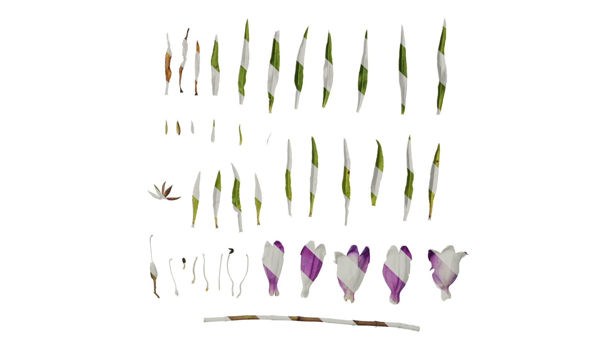 Anydrafts Penstemon Campanulatus Atlas 03 Textures 3D Model ...