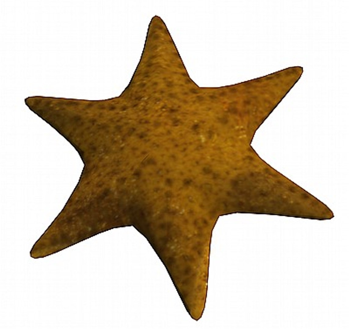 Maya Seastar Star Sea