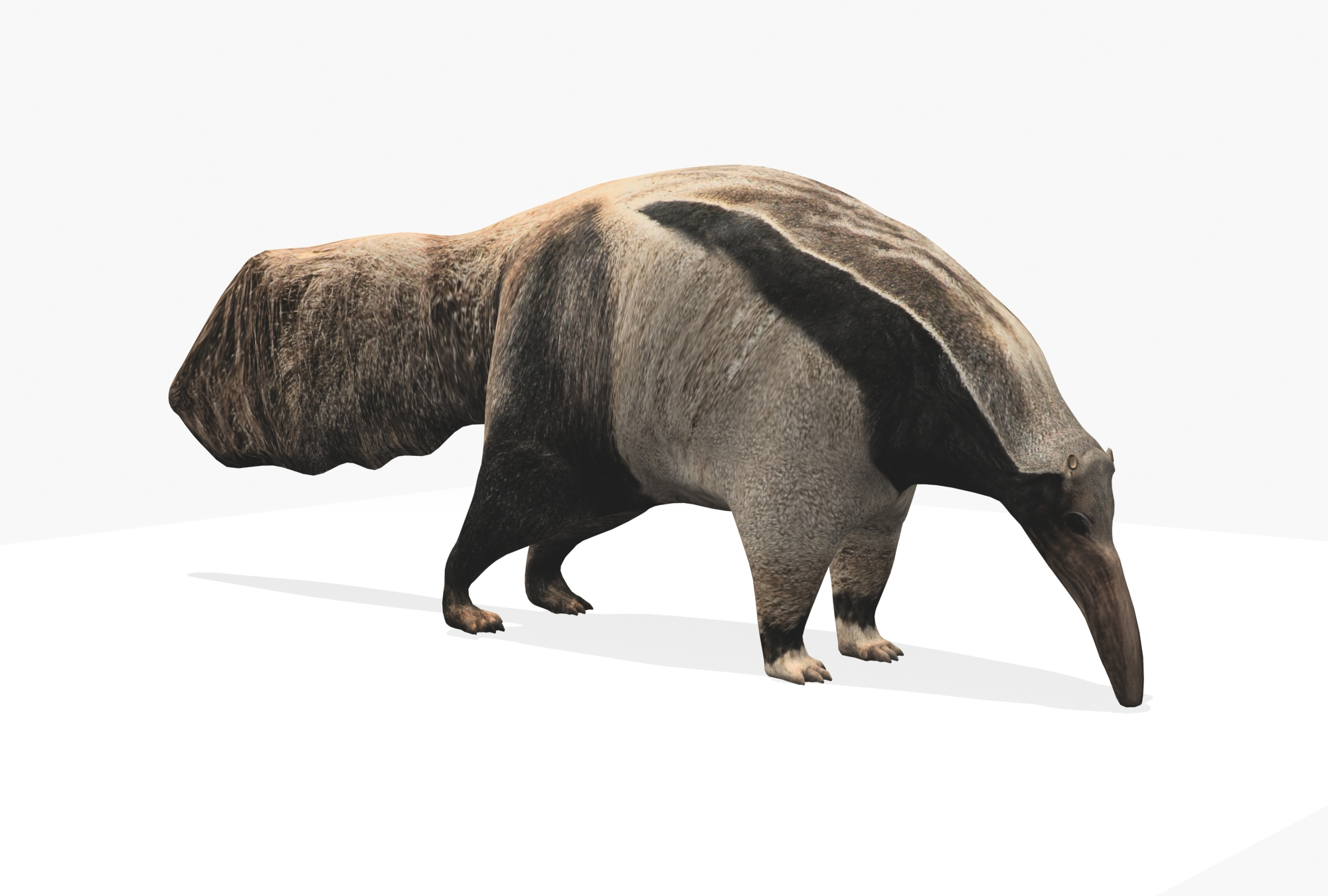 giant anteater max