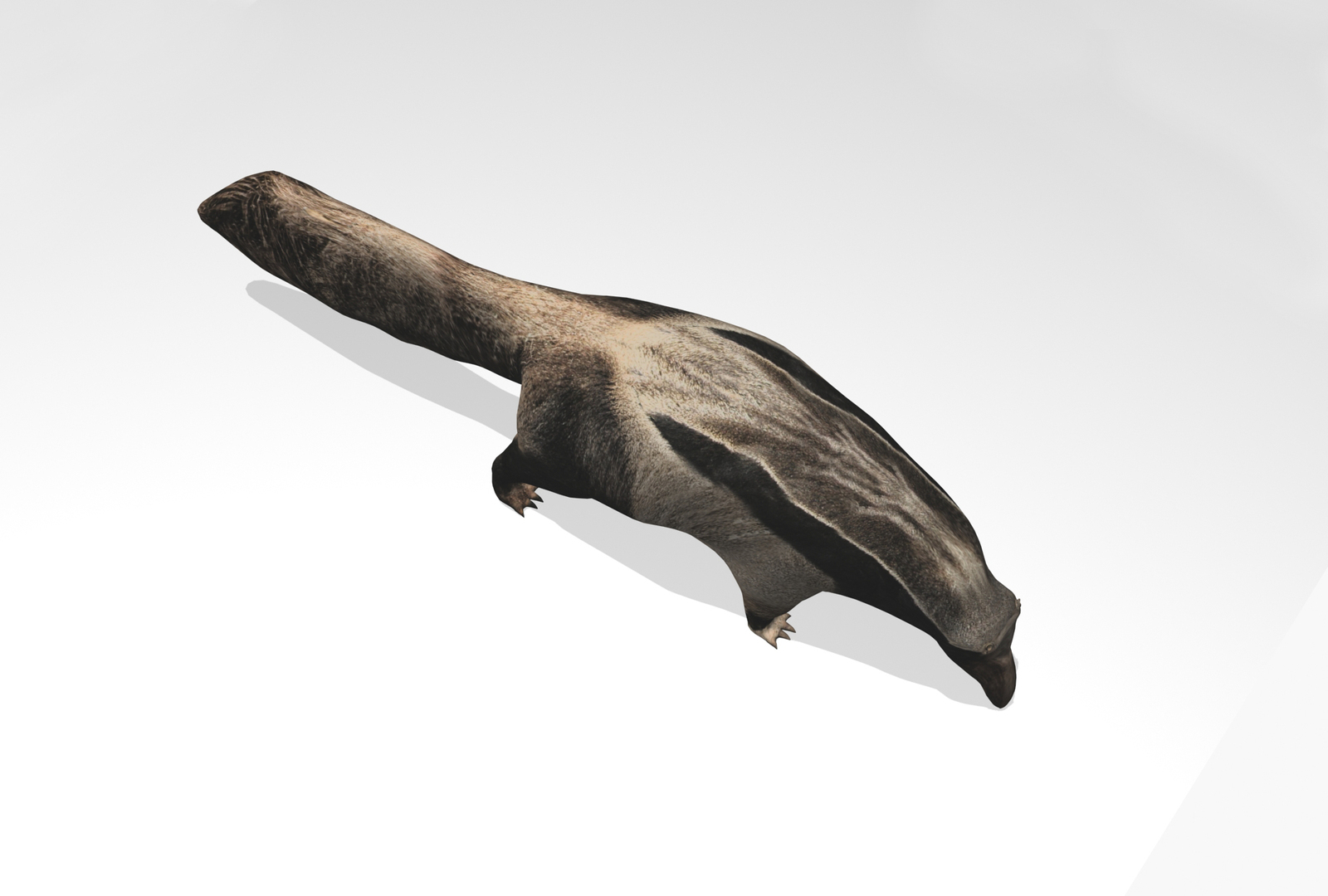 giant anteater max