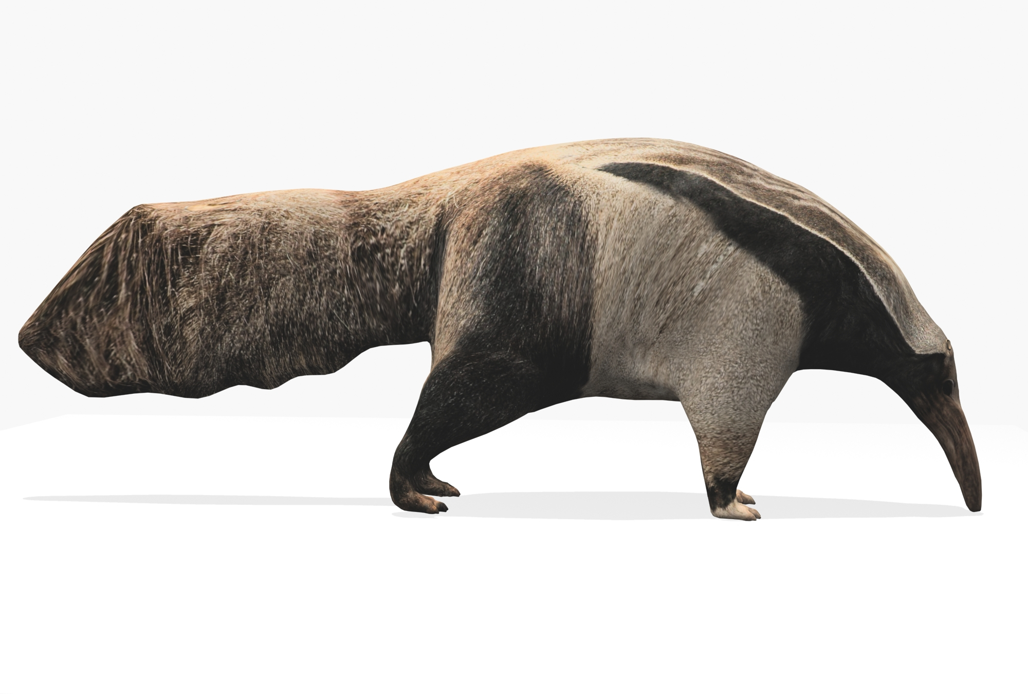 giant anteater max