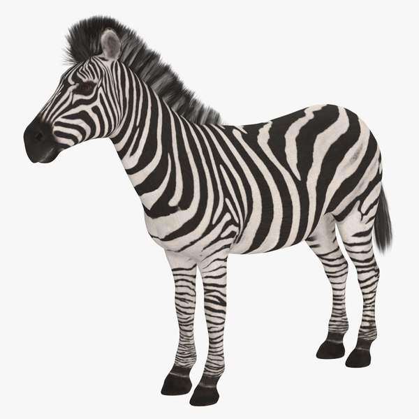 Free Zebra 3D Models for Download | TurboSquid