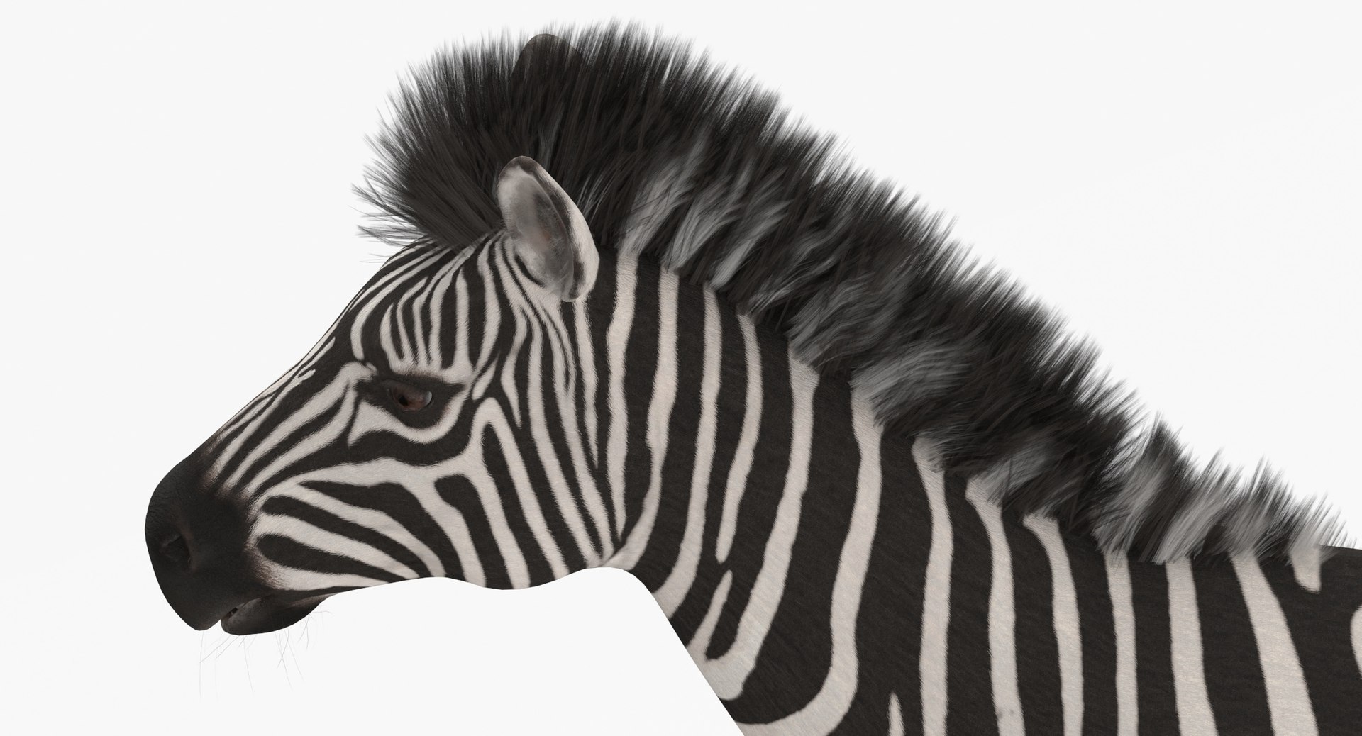 3D Model Zebra - TurboSquid 2069295