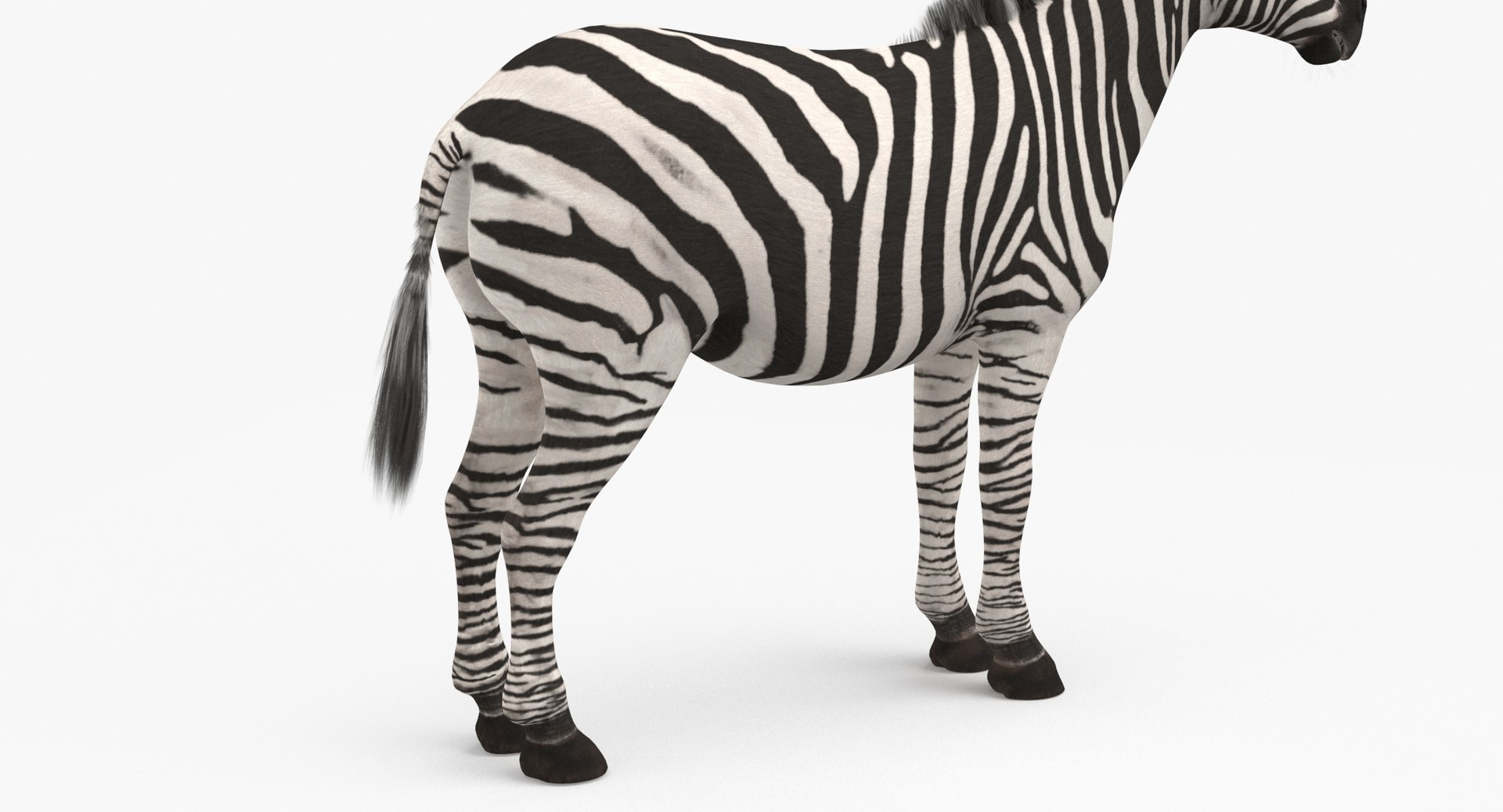 3D Model Zebra - TurboSquid 2069295