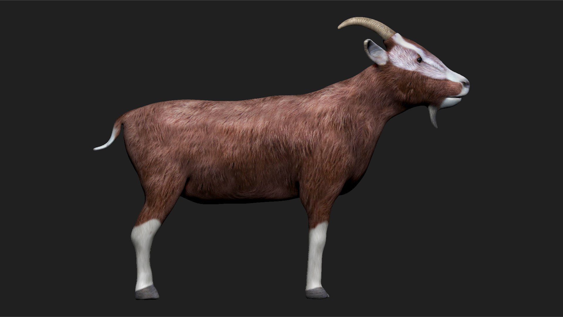 3D Model Fully Rigged Goat - TurboSquid 1697428