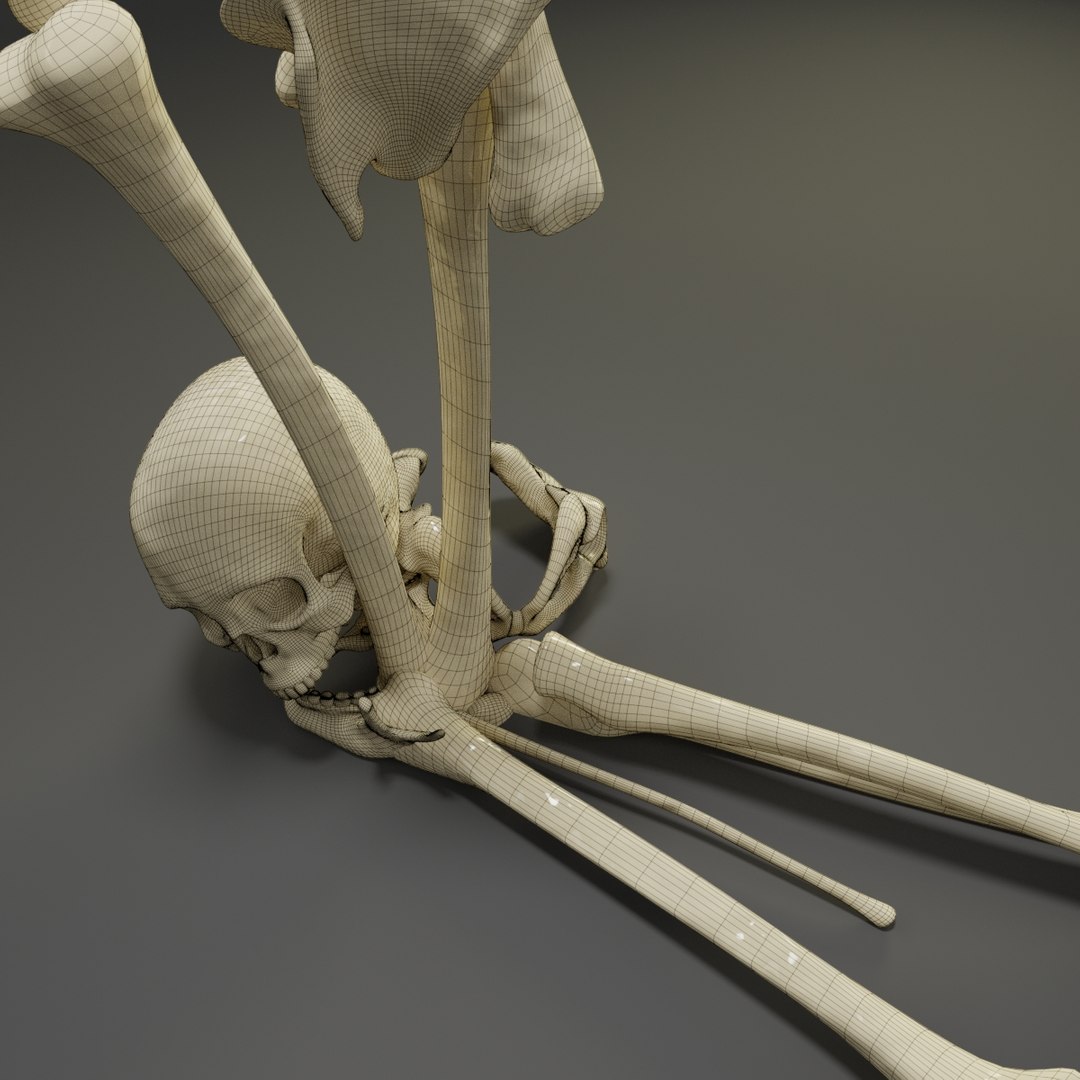 Letter L Bones Skeleton 3D Model - TurboSquid 1547481