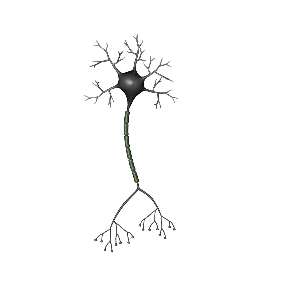 3d Brain Neuron