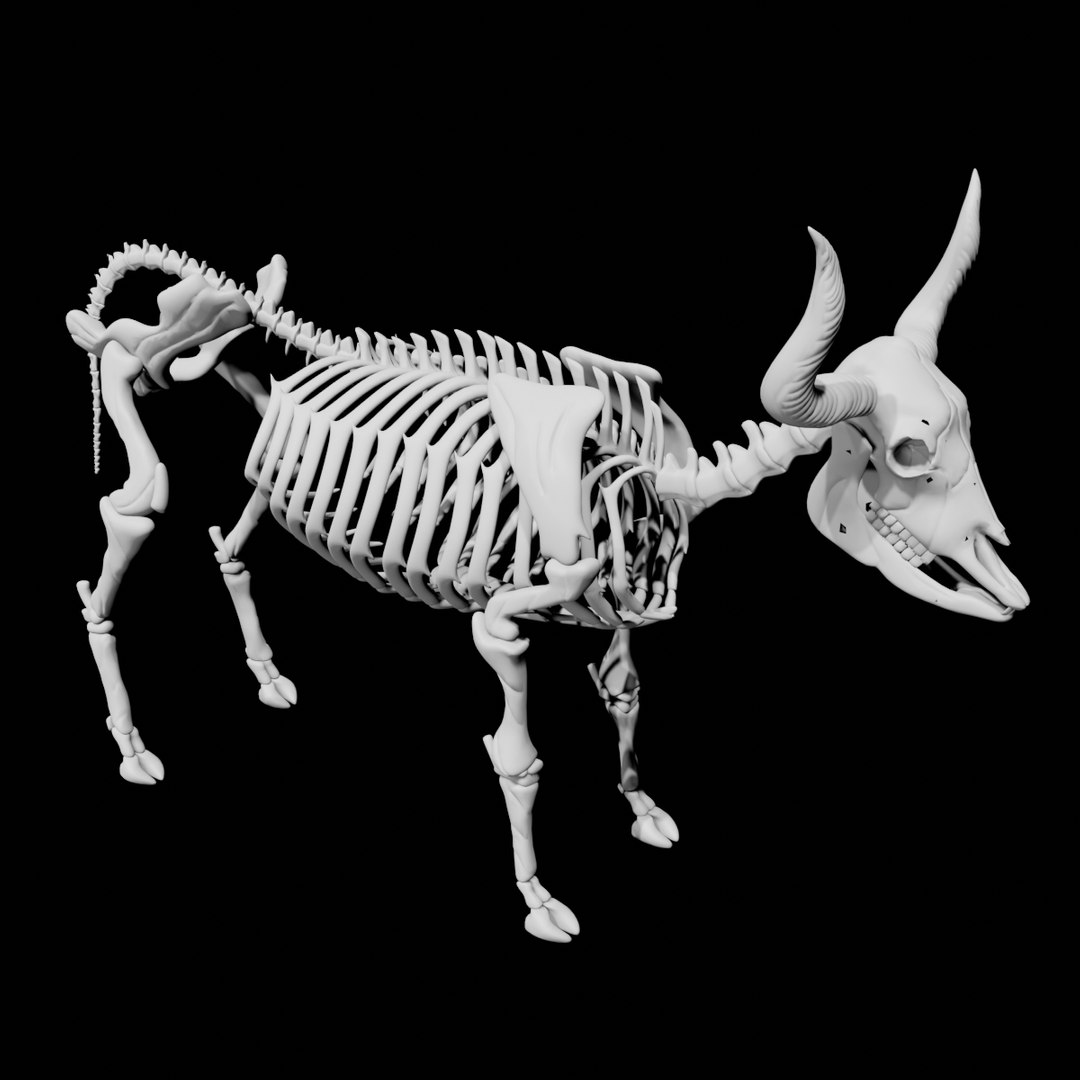 3D Rigged Bull Skeleton - TurboSquid 1840518