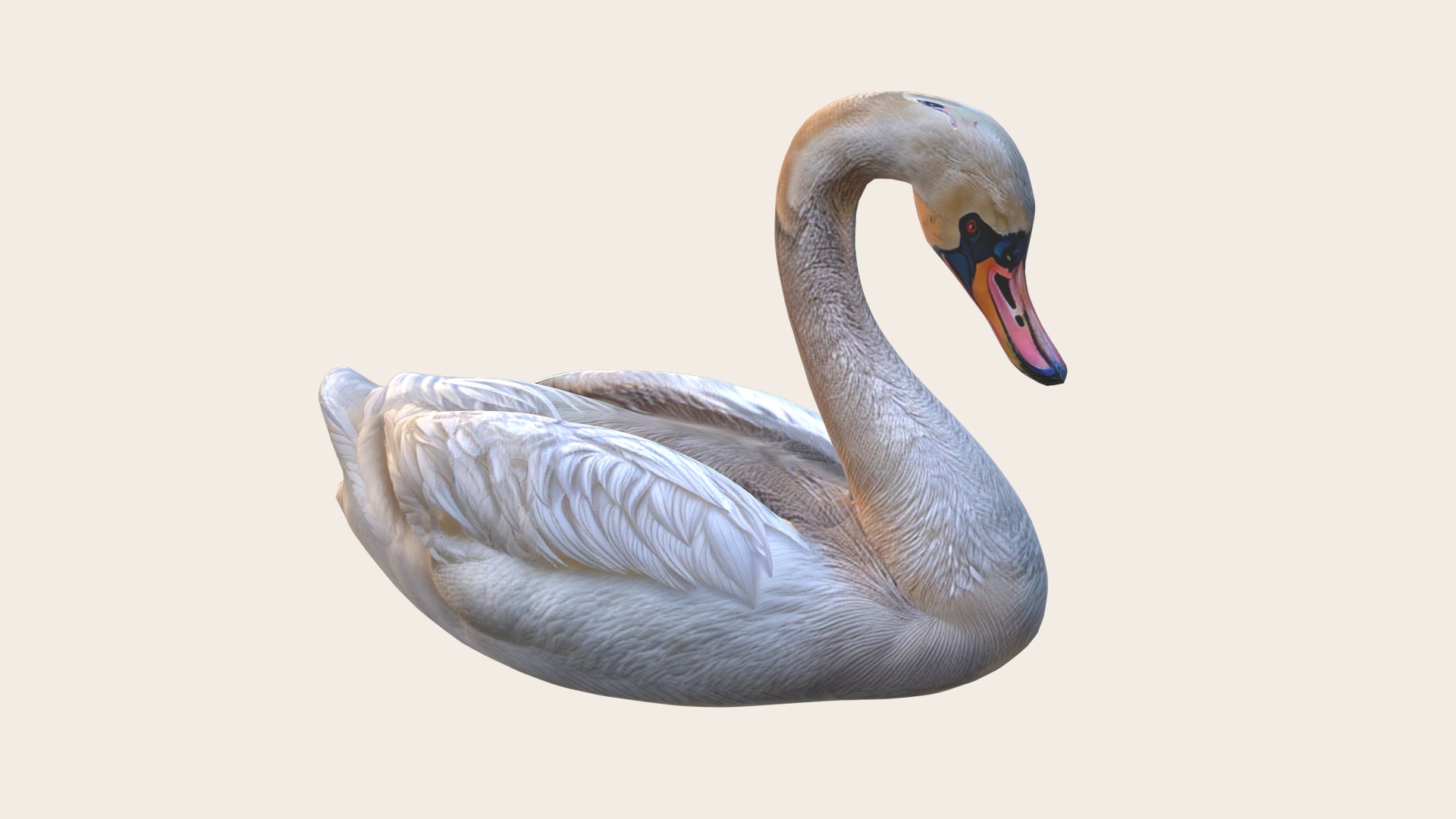 Swan 3D Model - TurboSquid 2219648