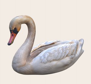 Blender Swan Models | TurboSquid