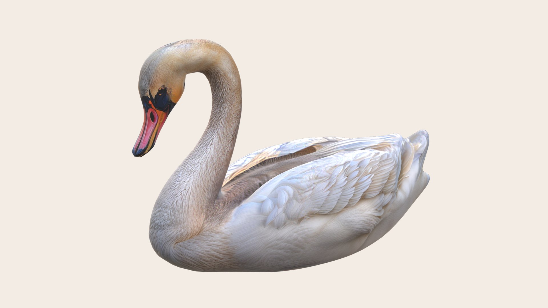 Swan 3D Model - TurboSquid 2219648