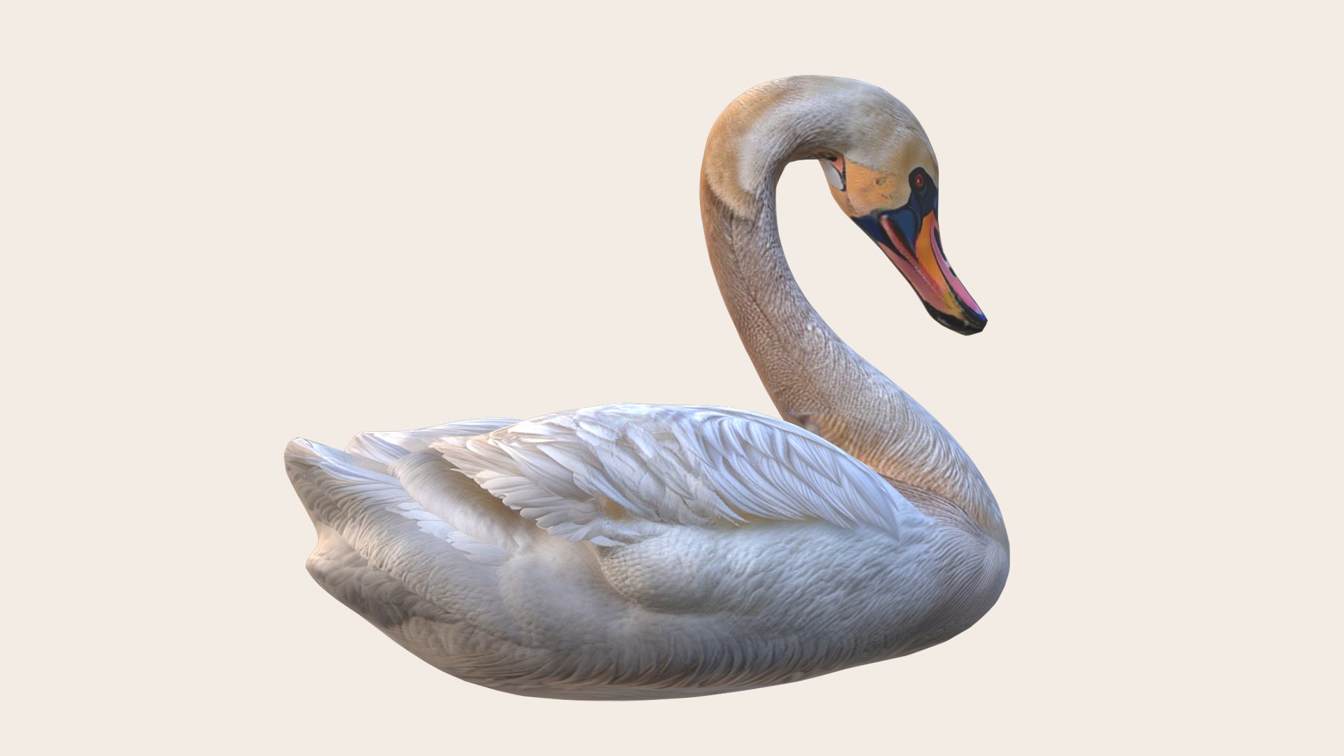 Swan 3D Model - TurboSquid 2219648