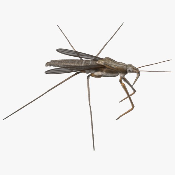 modelo 3d Piel de zancudo acuático - TurboSquid 2128242