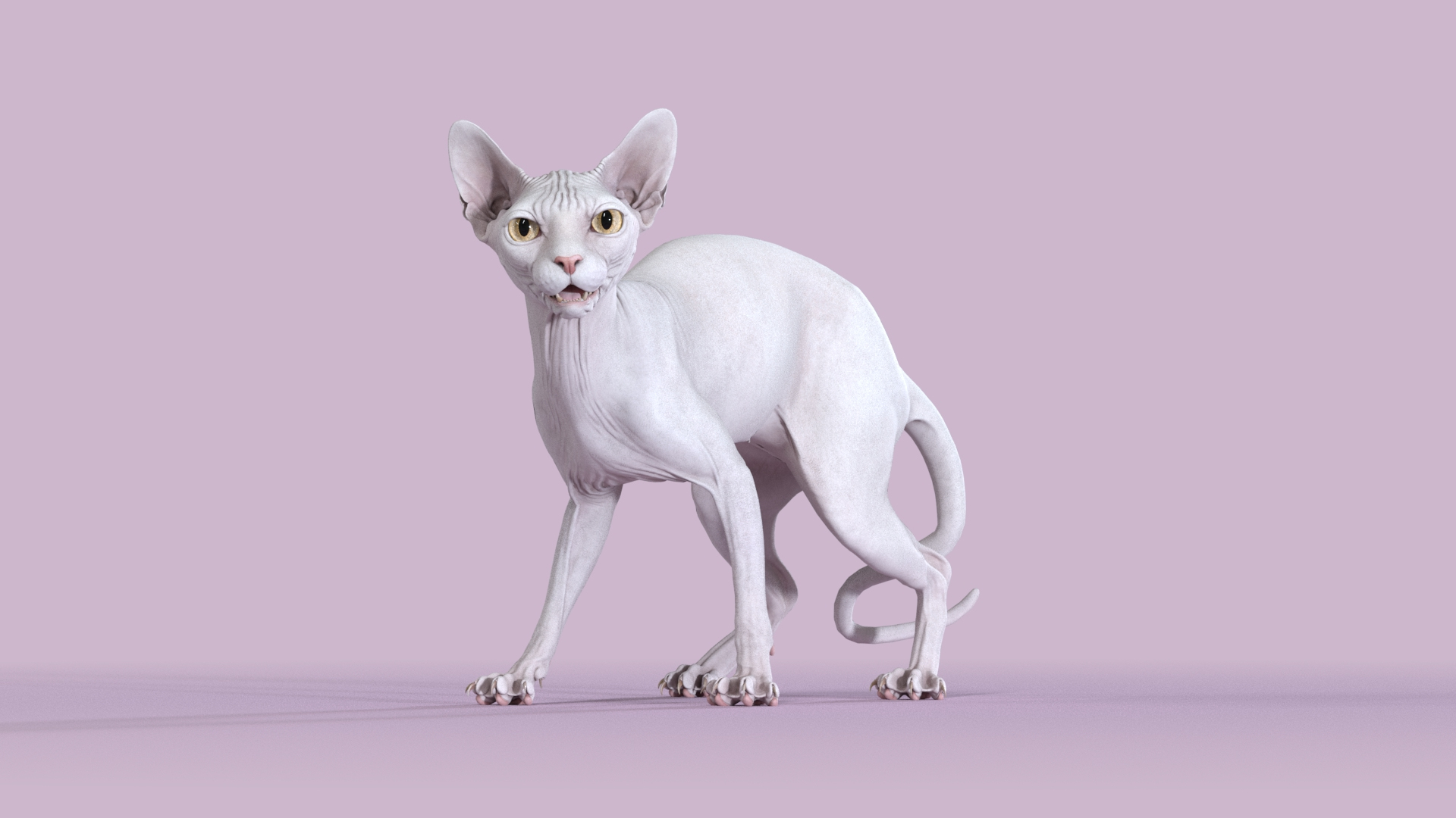 Sphynx Cat Standing Model - TurboSquid 1669041