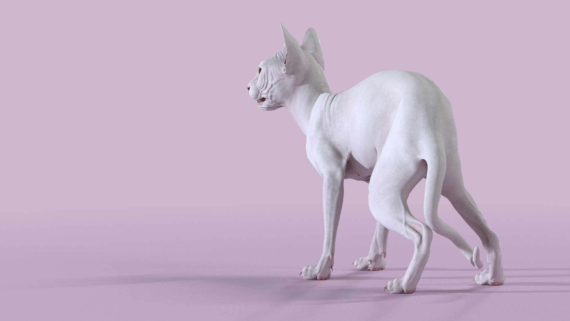 Sphynx Cat Standing Model - TurboSquid 1669041