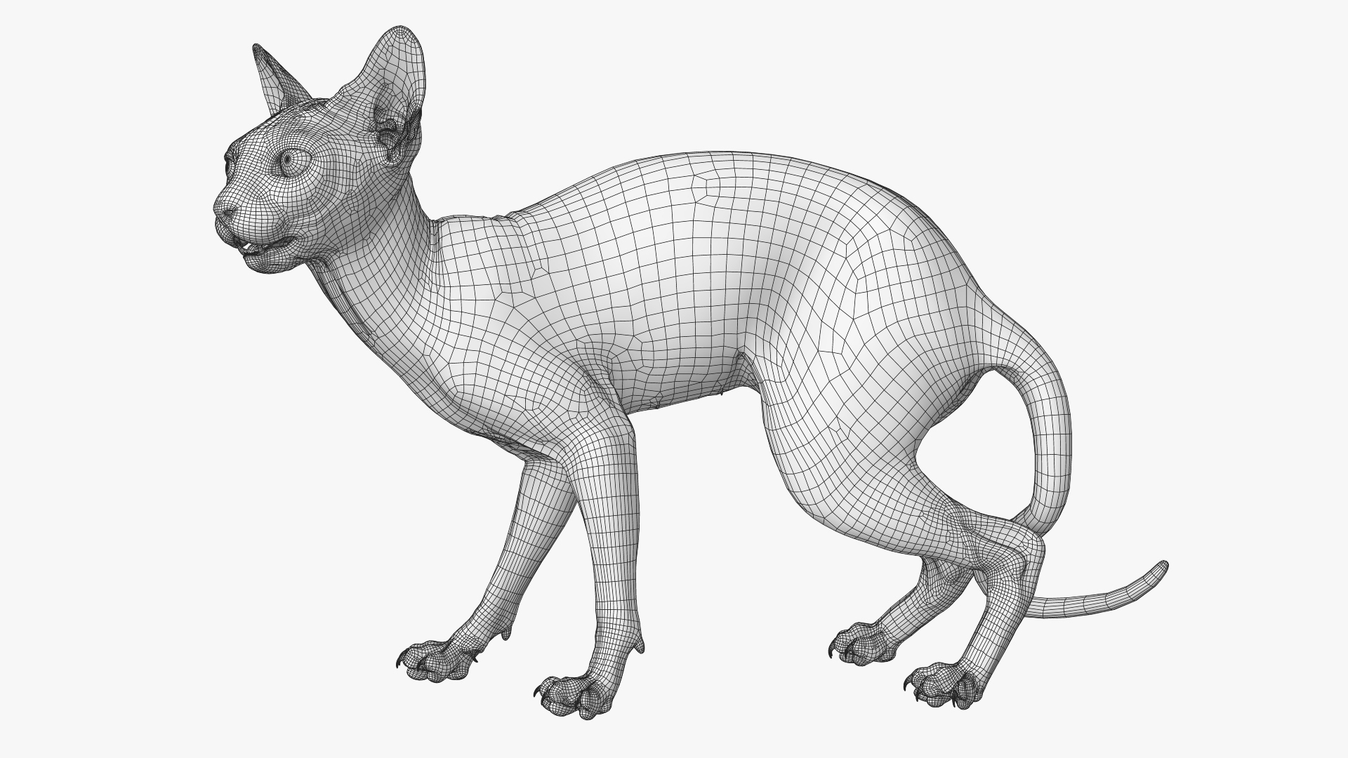 Sphynx cat standing model - TurboSquid 1669041