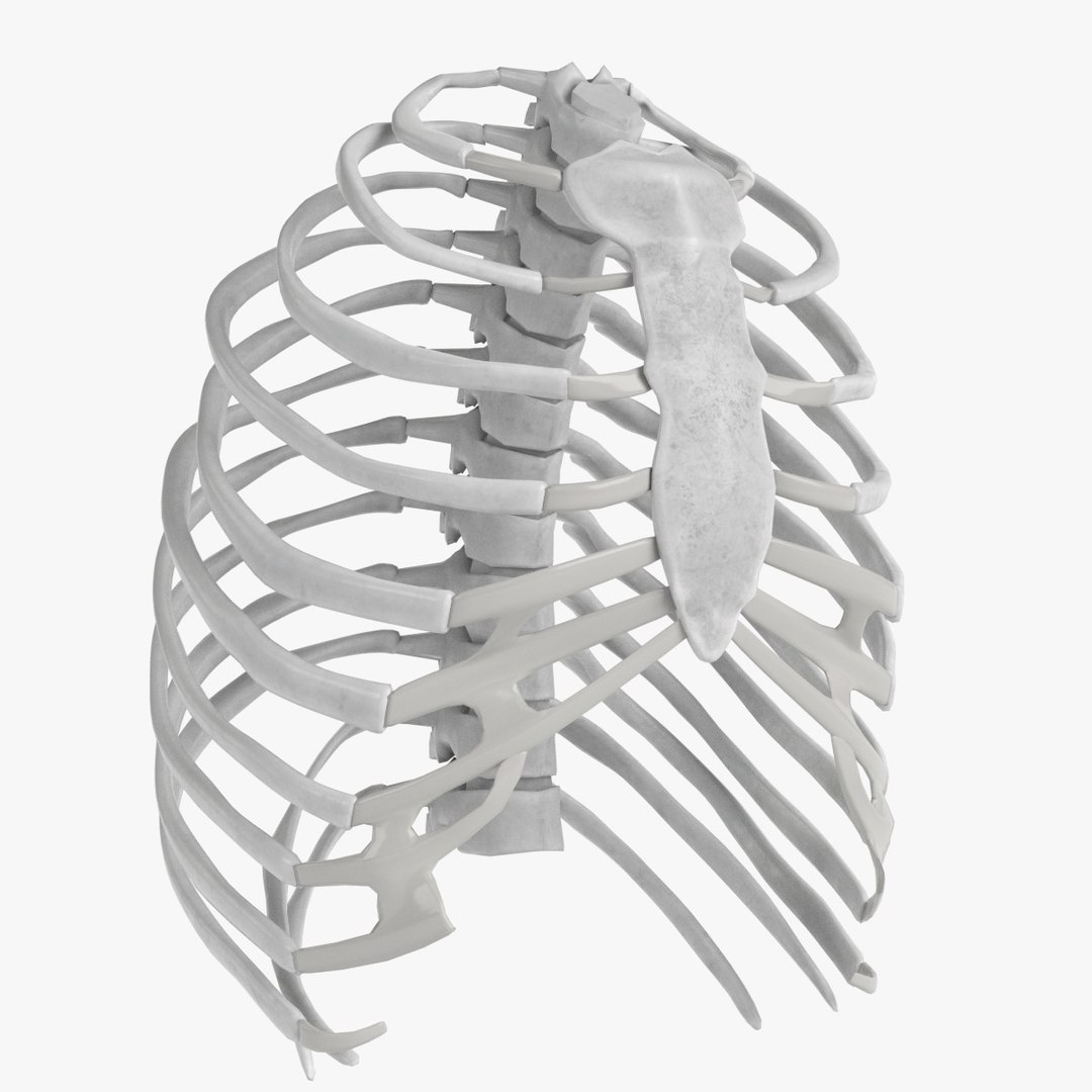 Human Rib Cage 3D Model - TurboSquid 1176687