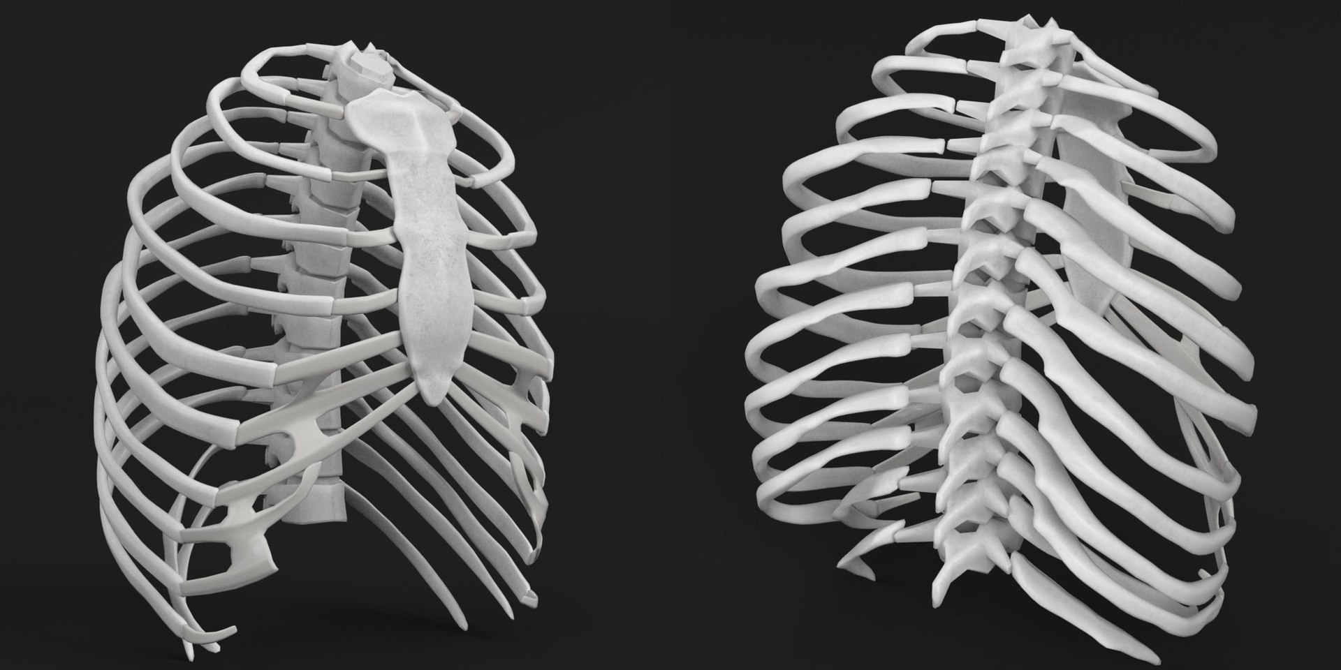 Human Rib Cage 3D Model - TurboSquid 1176687