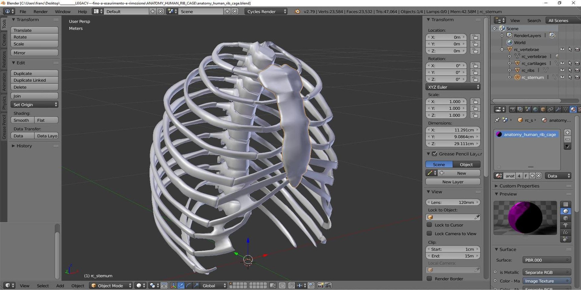 Human Rib Cage 3D Model - TurboSquid 1176687