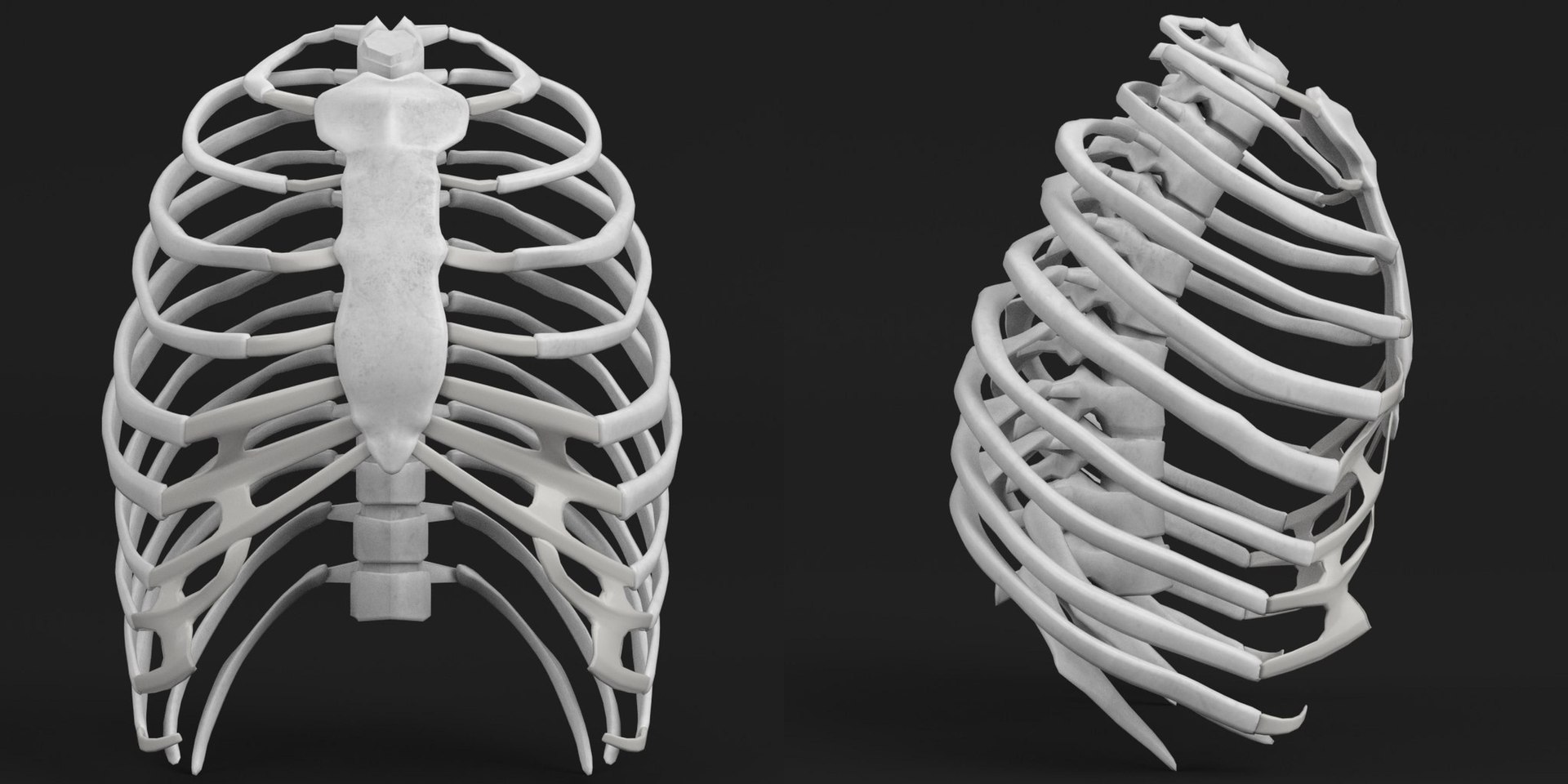 Human Rib Cage 3D Model - TurboSquid 1176687