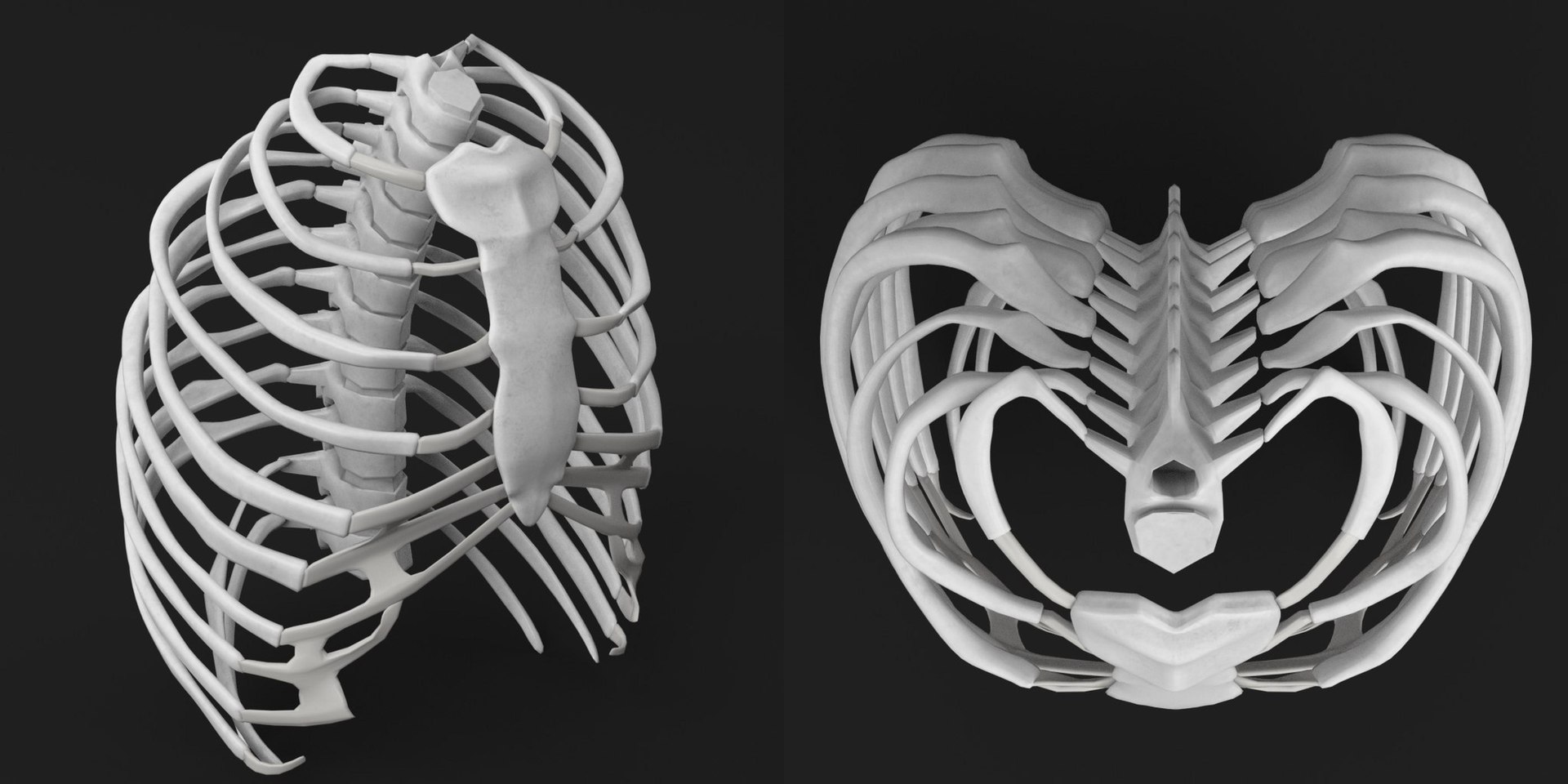 Human Rib Cage 3D Model - TurboSquid 1176687