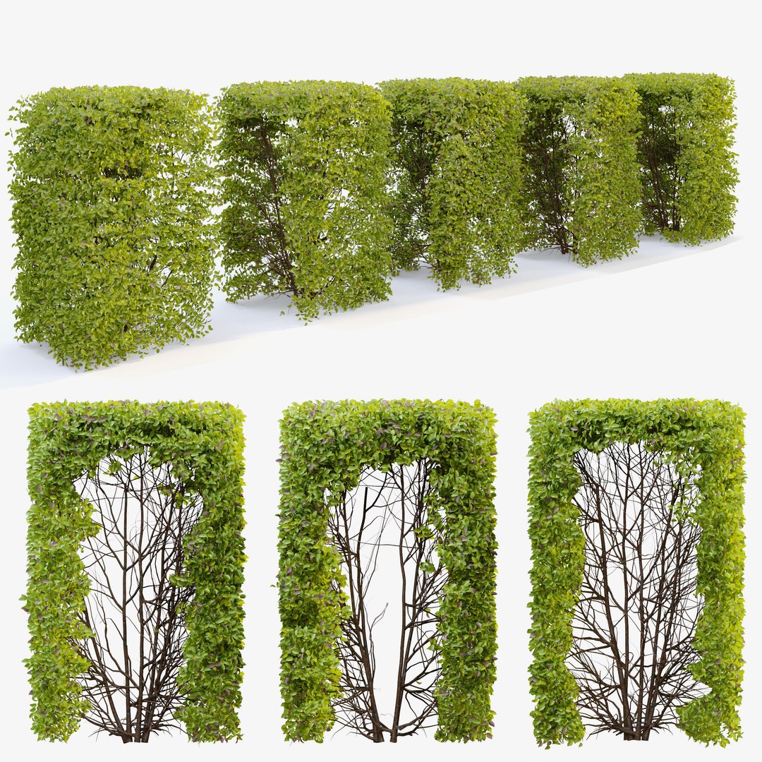 3D Model Ligustrum Amurense Hedge - TurboSquid 1946325