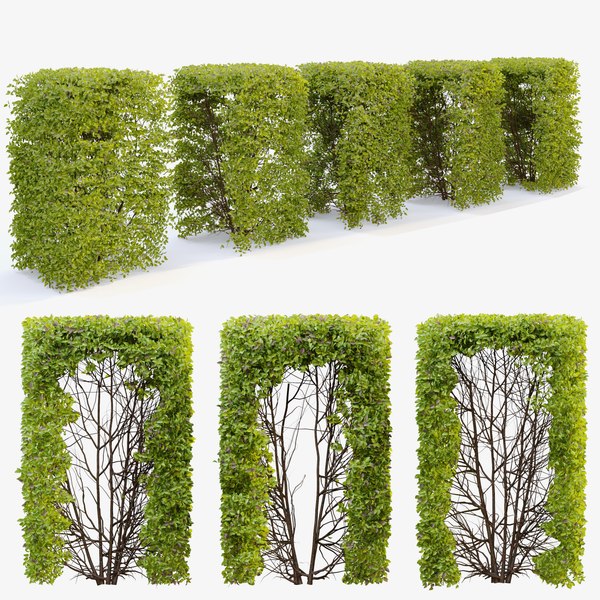 3D model Ligustrum amurense hedge - TurboSquid 1946325