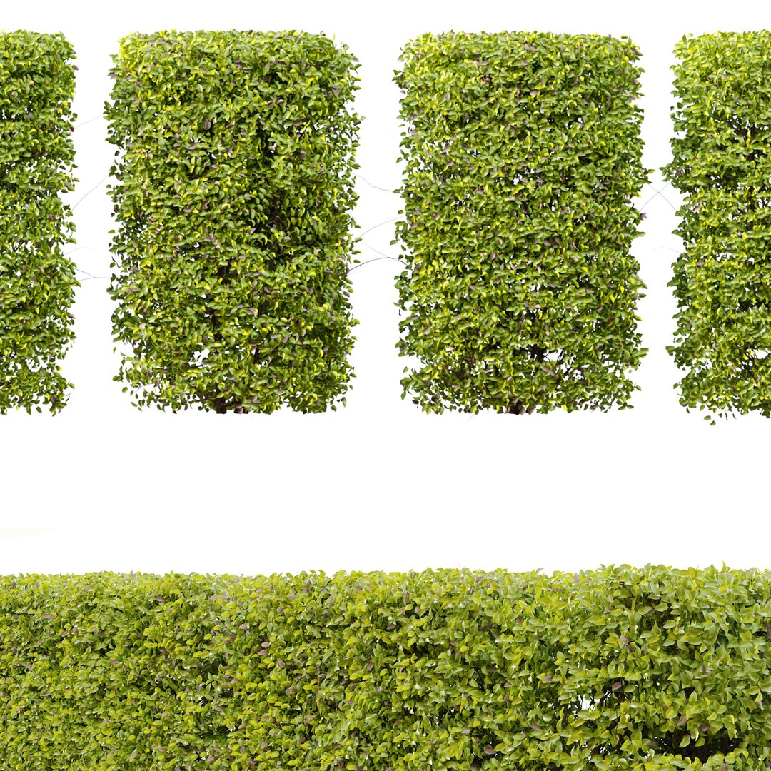 3D Model Ligustrum Amurense Hedge - TurboSquid 1946325
