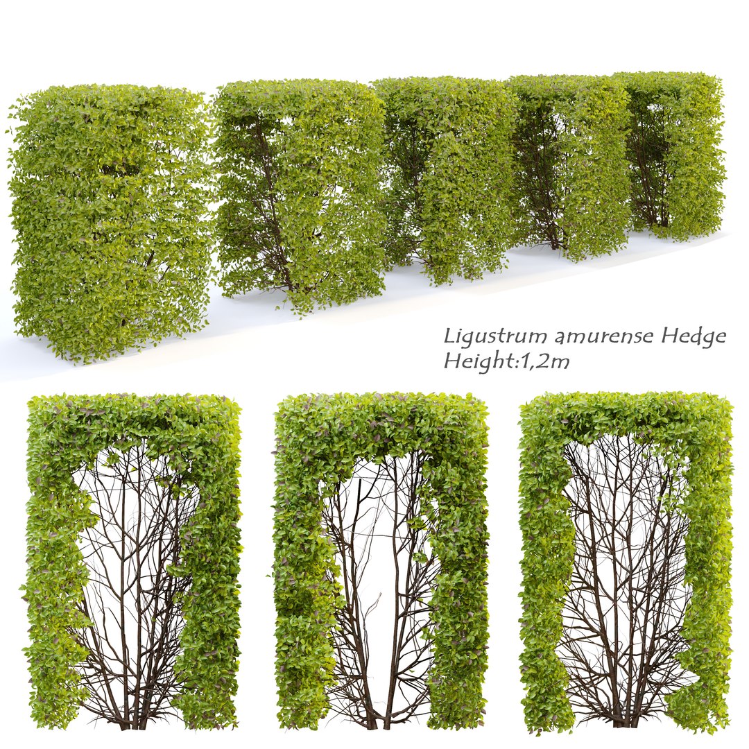 3D Model Ligustrum Amurense Hedge - TurboSquid 1946325