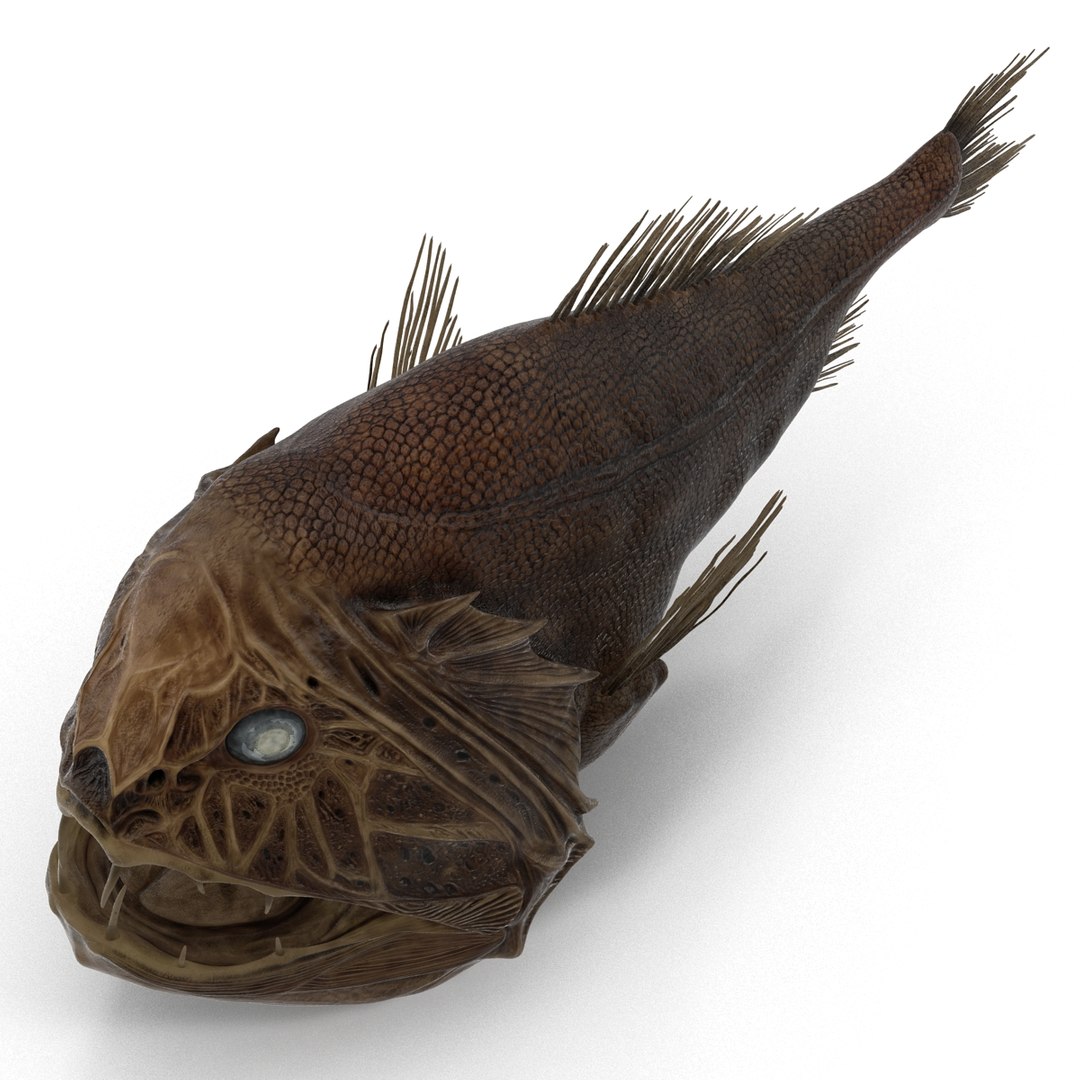 3d model fangtooth fish 2