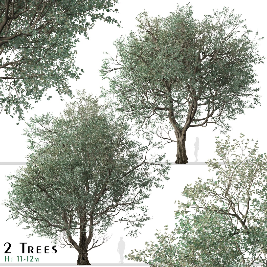 3D Set Of Eucalyptus Polyanthemos Or Red Box Tree - 2 Trees ...