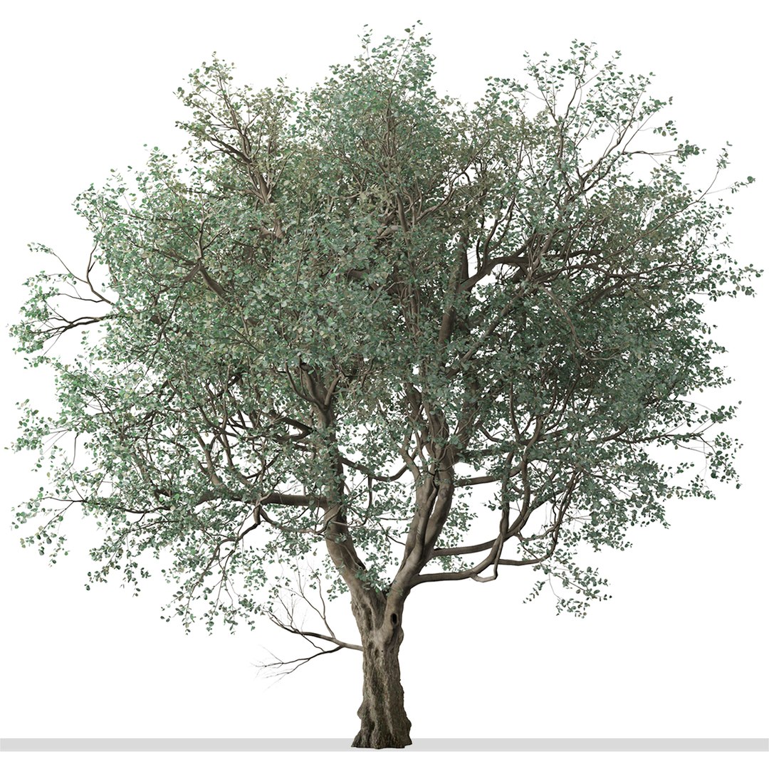 3D Set Of Eucalyptus Polyanthemos Or Red Box Tree - 2 Trees ...