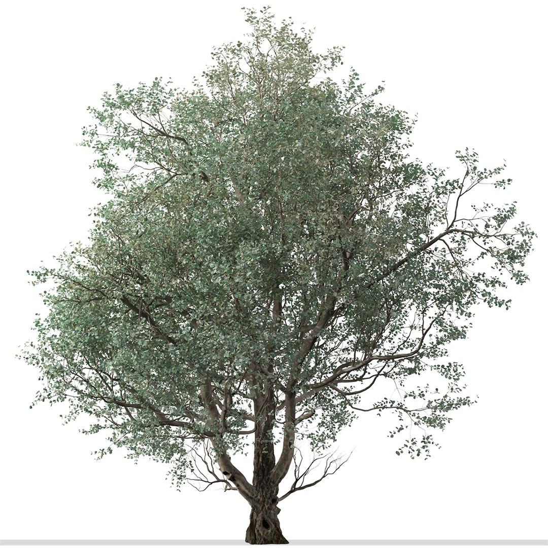 3D Set Of Eucalyptus Polyanthemos Or Red Box Tree - 2 Trees ...