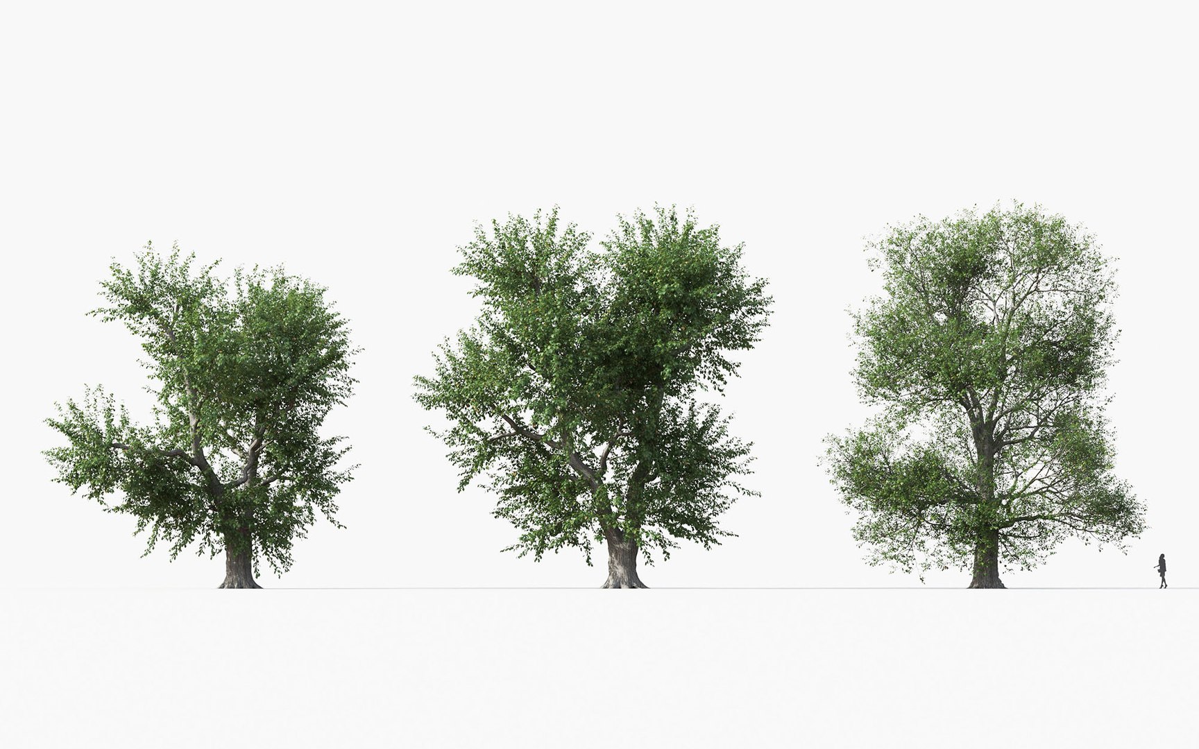 Tree Includes Growfx Files Model - TurboSquid 1650696