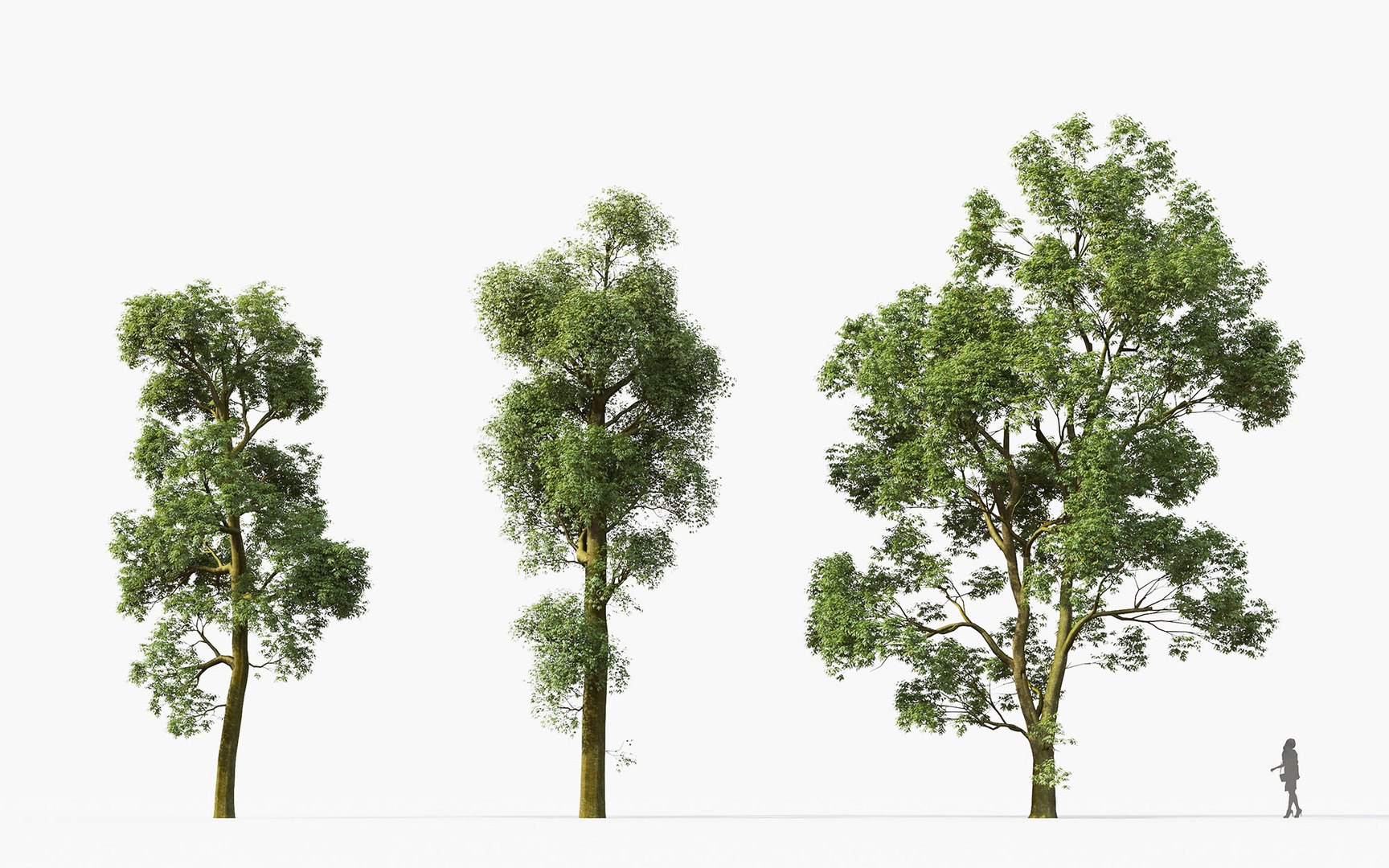 Tree Includes Growfx Files Model - TurboSquid 1650696