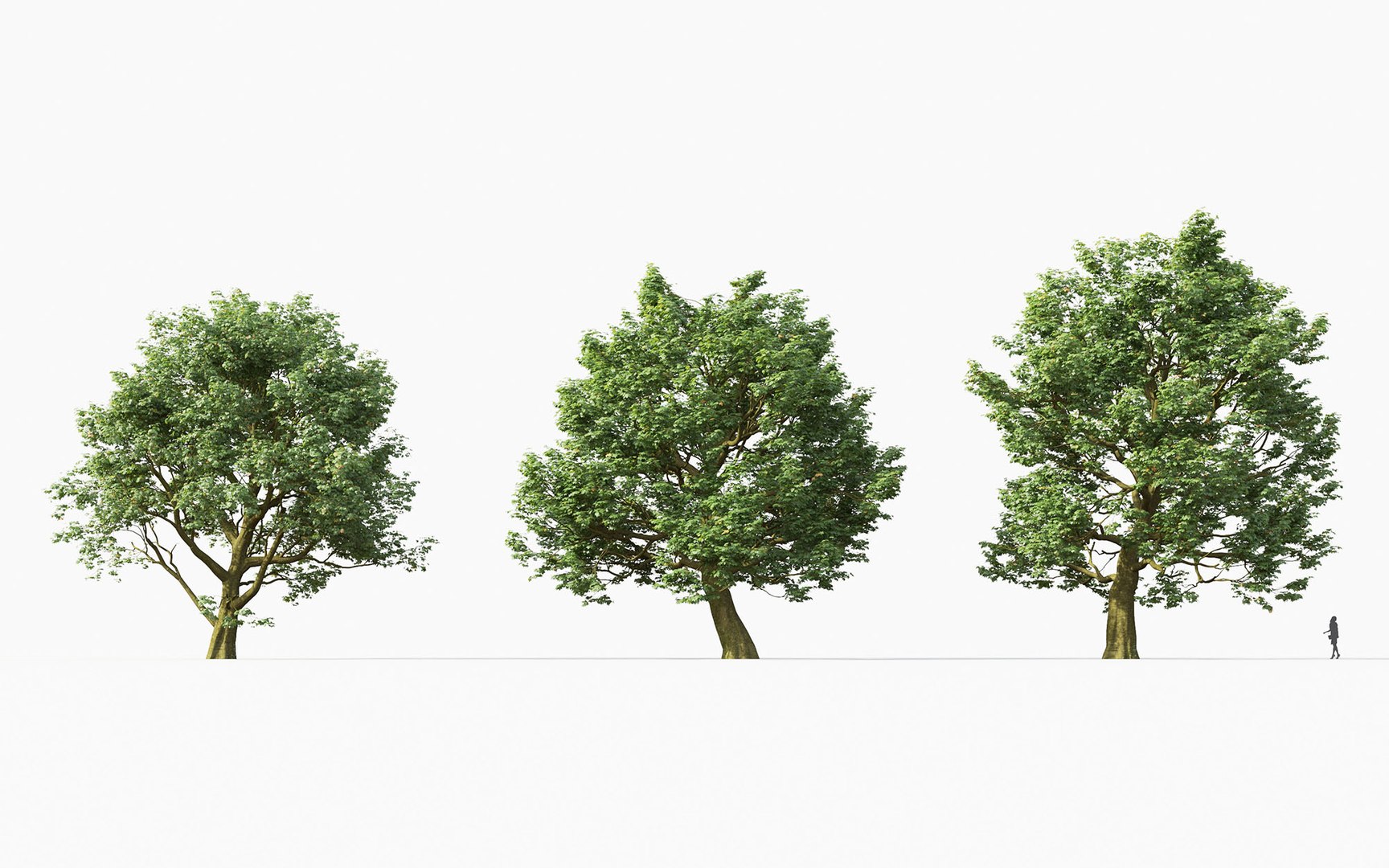 Tree Includes Growfx Files Model - TurboSquid 1650696