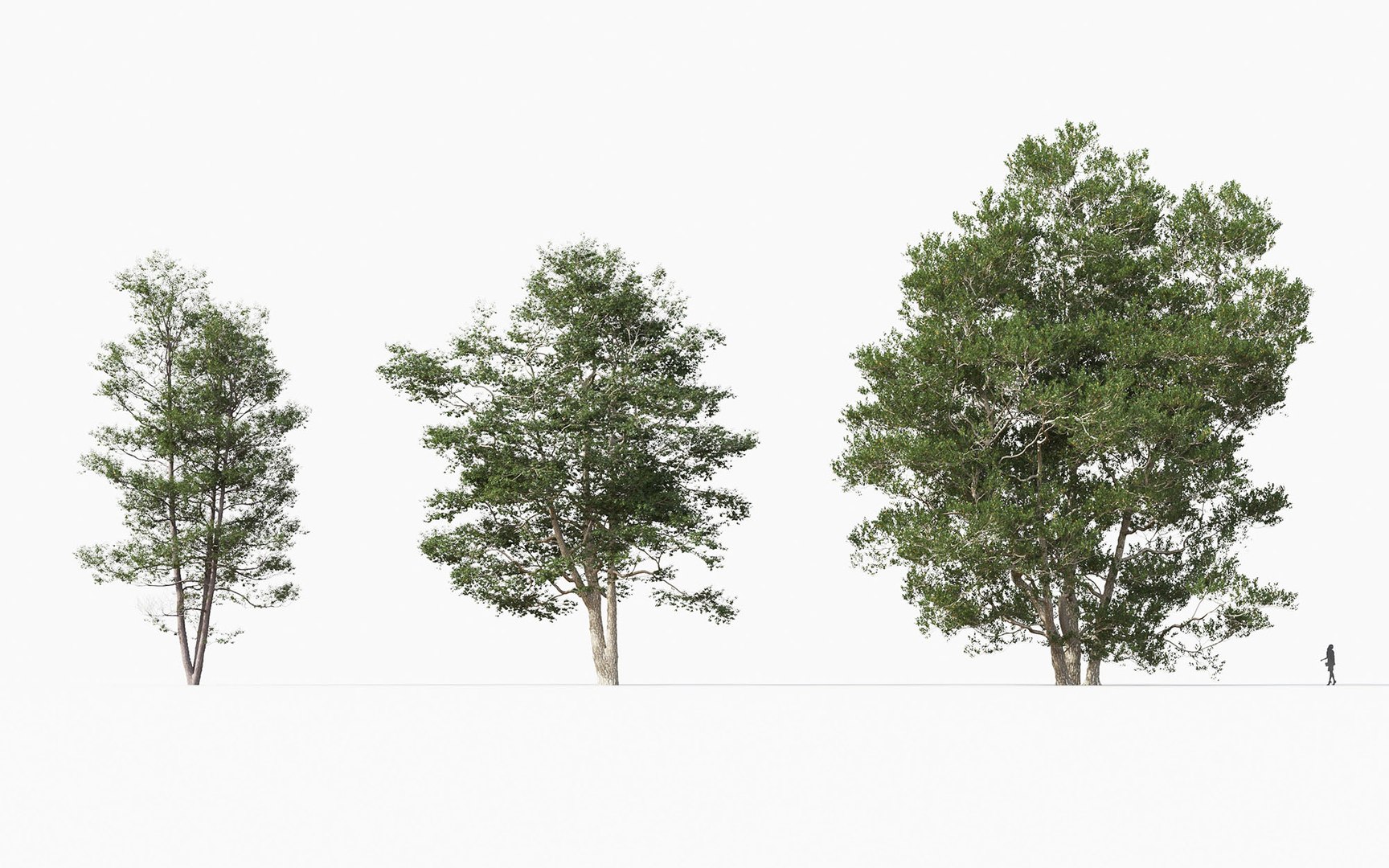 Tree Includes Growfx Files Model - TurboSquid 1650696