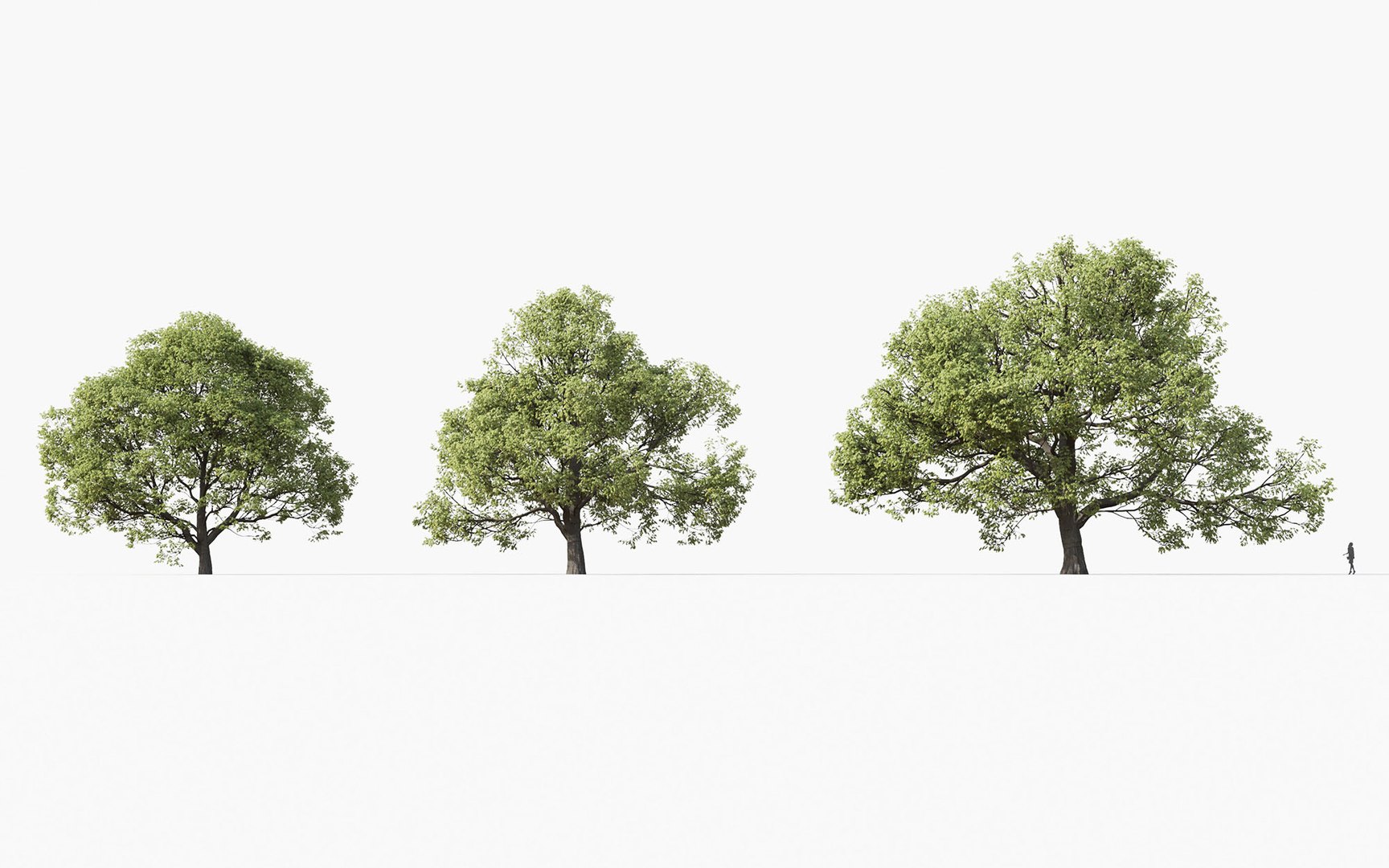 Tree Includes Growfx Files Model - TurboSquid 1650696