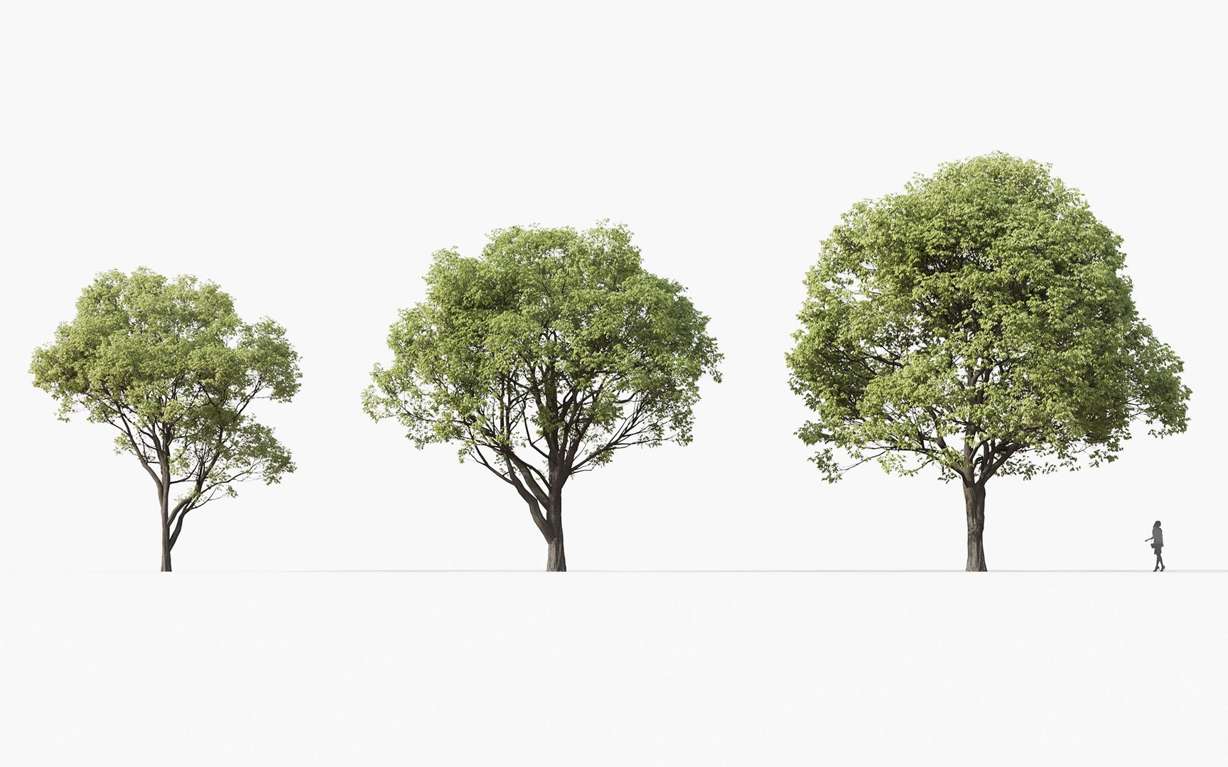 Tree Includes Growfx Files Model - TurboSquid 1650696