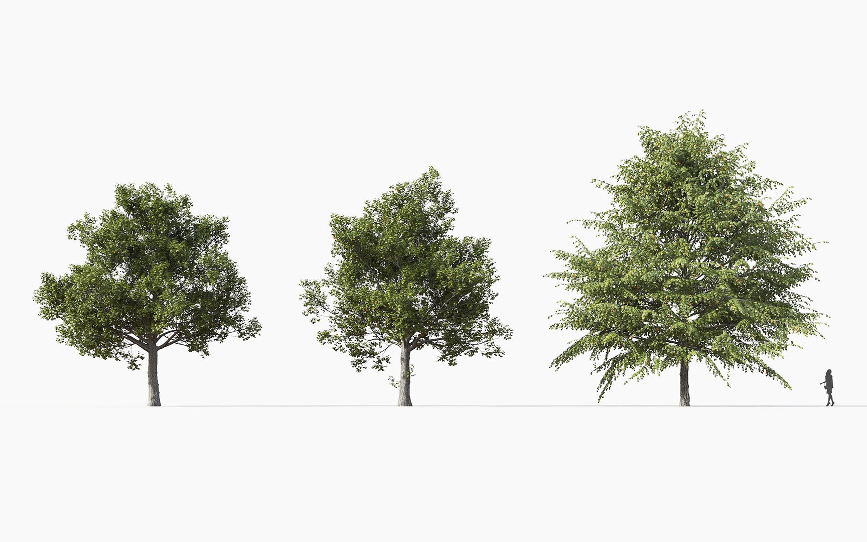 Tree Includes Growfx Files Model - TurboSquid 1650696