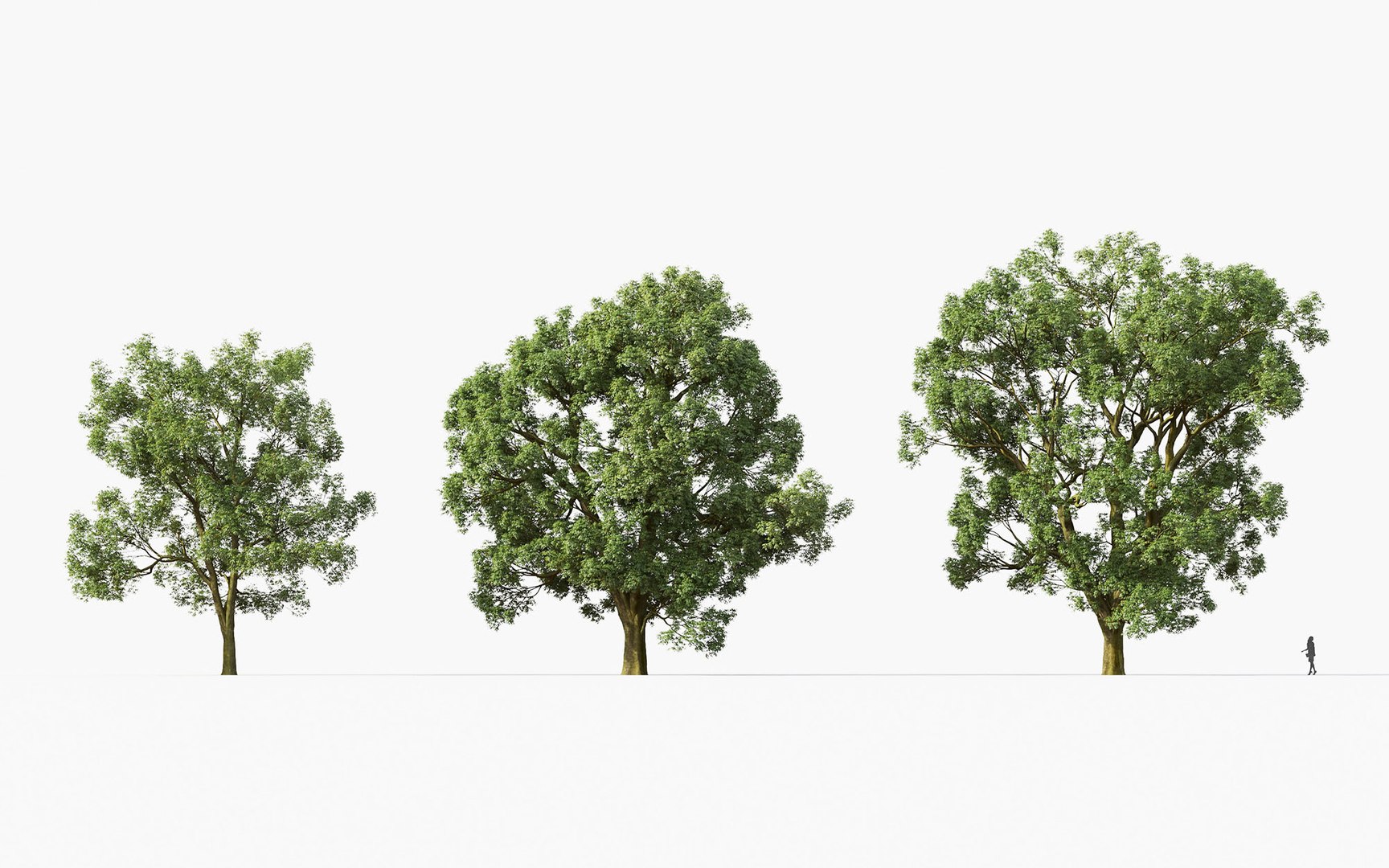 Tree Includes Growfx Files Model - TurboSquid 1650696