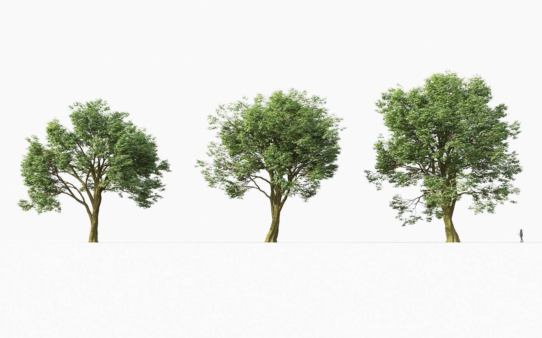 Tree Includes Growfx Files Model - TurboSquid 1650696