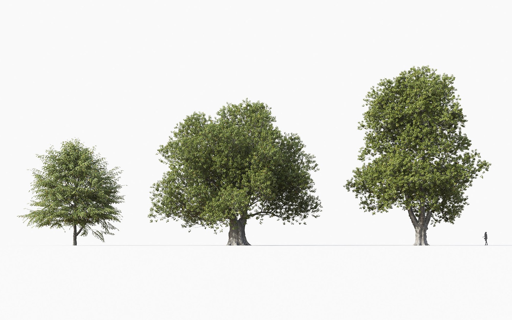 Tree Includes Growfx Files Model - TurboSquid 1650696