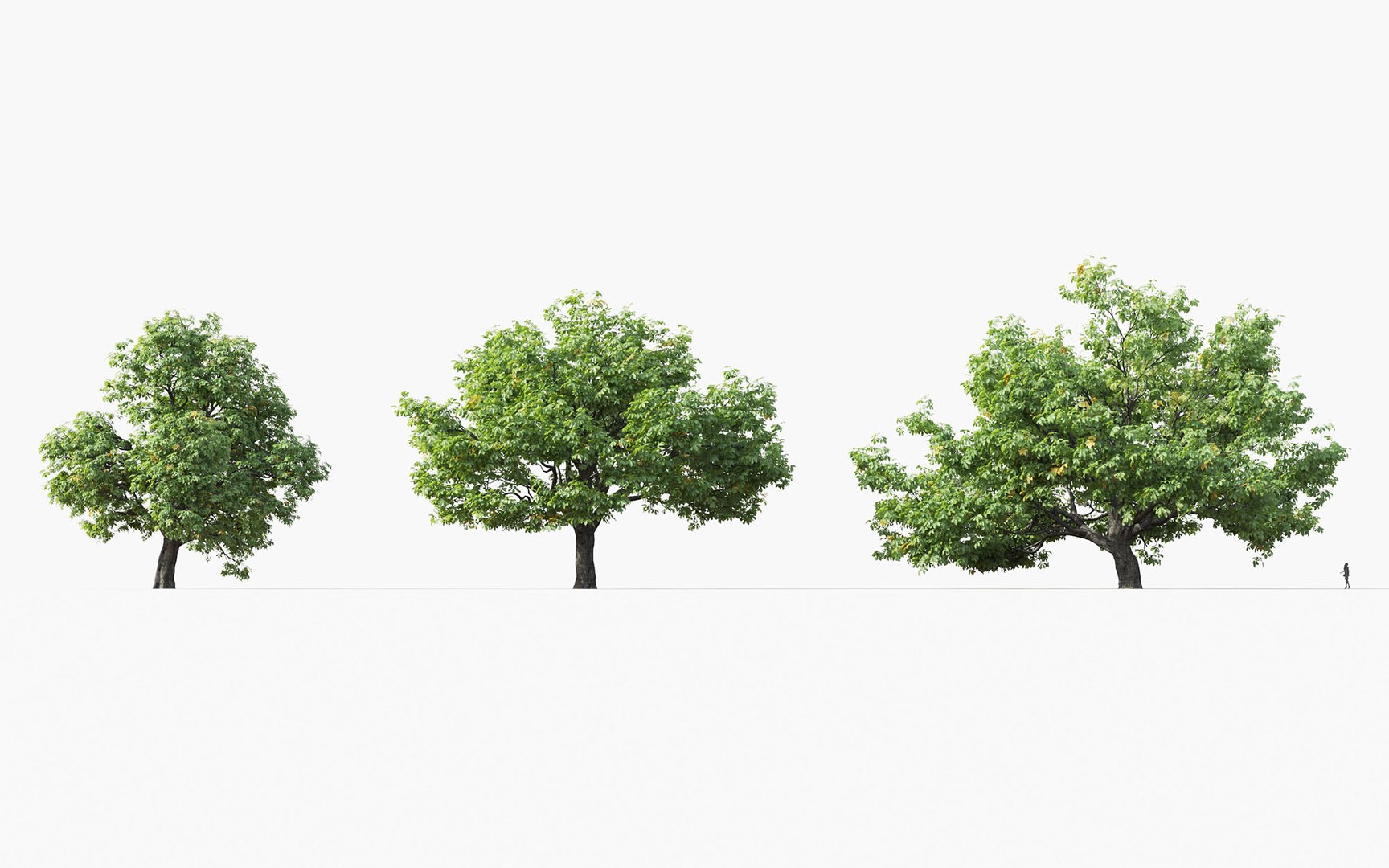Tree Includes Growfx Files Model - TurboSquid 1650696