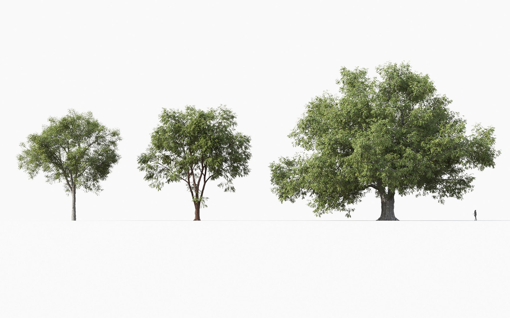 Tree Includes Growfx Files Model - TurboSquid 1650696