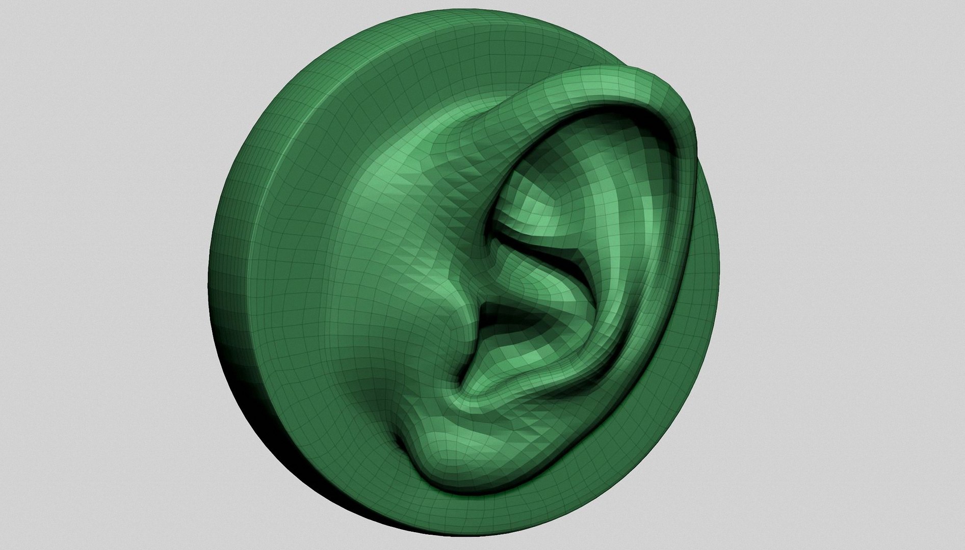 Ear Model With Different Types 3D - TurboSquid 2004932
