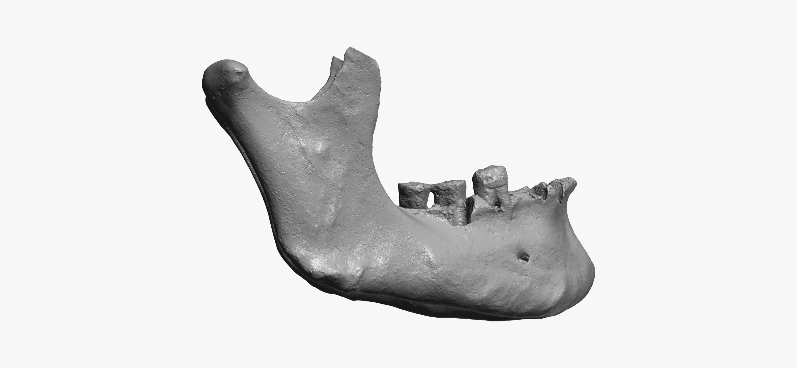 modèle 3D de Os de la mâchoire humaine réelle mandibule 02 RAW SCAN ...